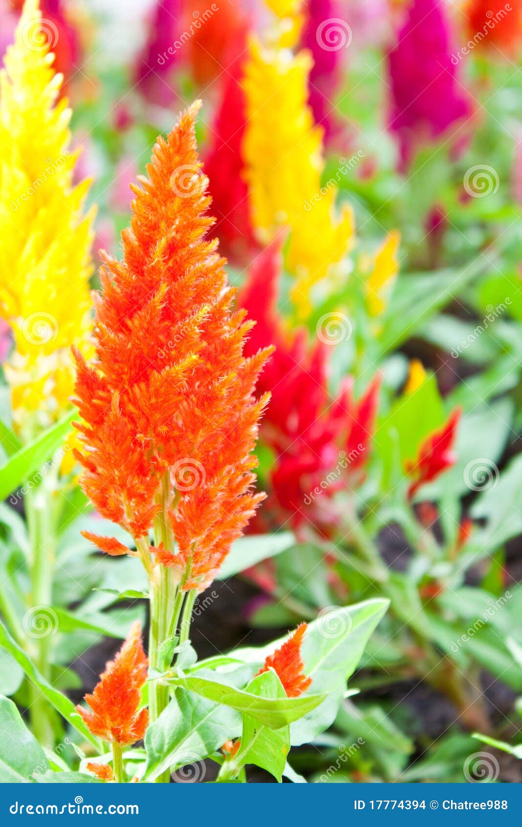 Cockscomb flower stock photo. Image of yellow, plant - 17774394