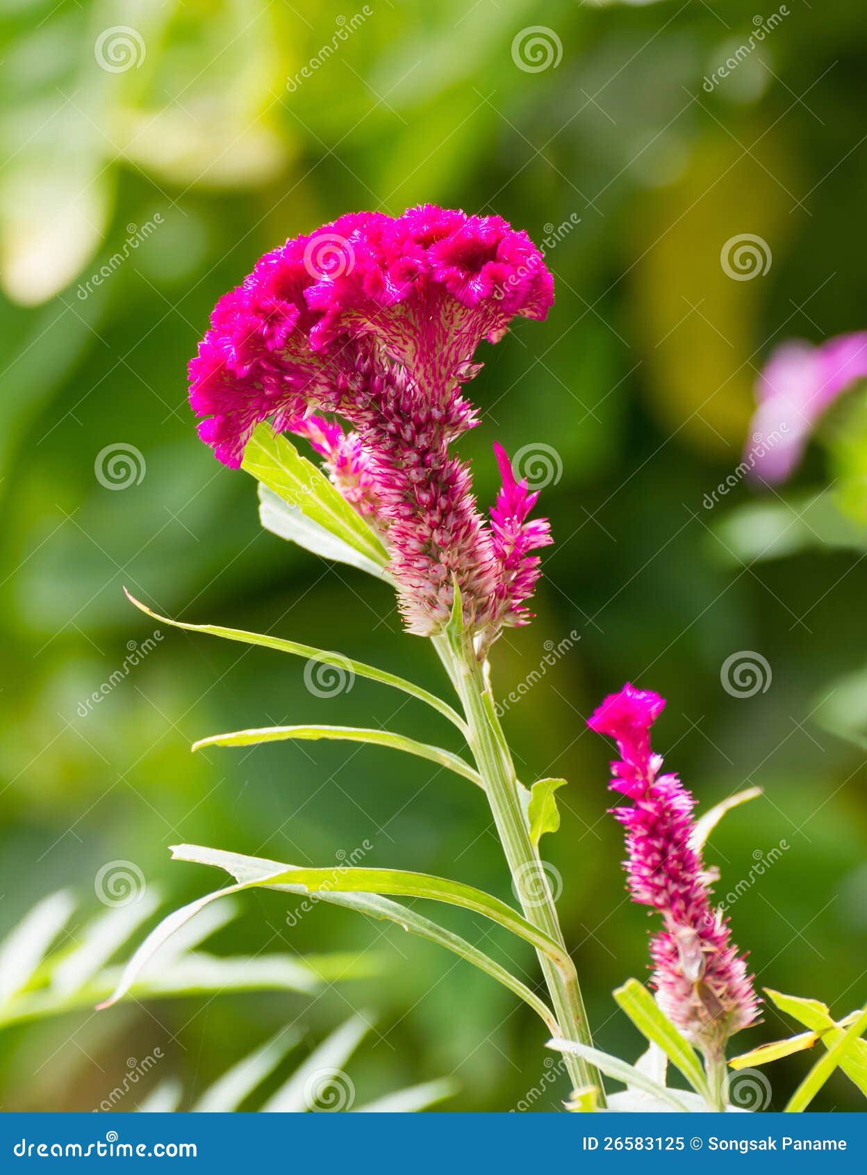 Cockscomb flower stock image. Image of love, argentea - 26583125