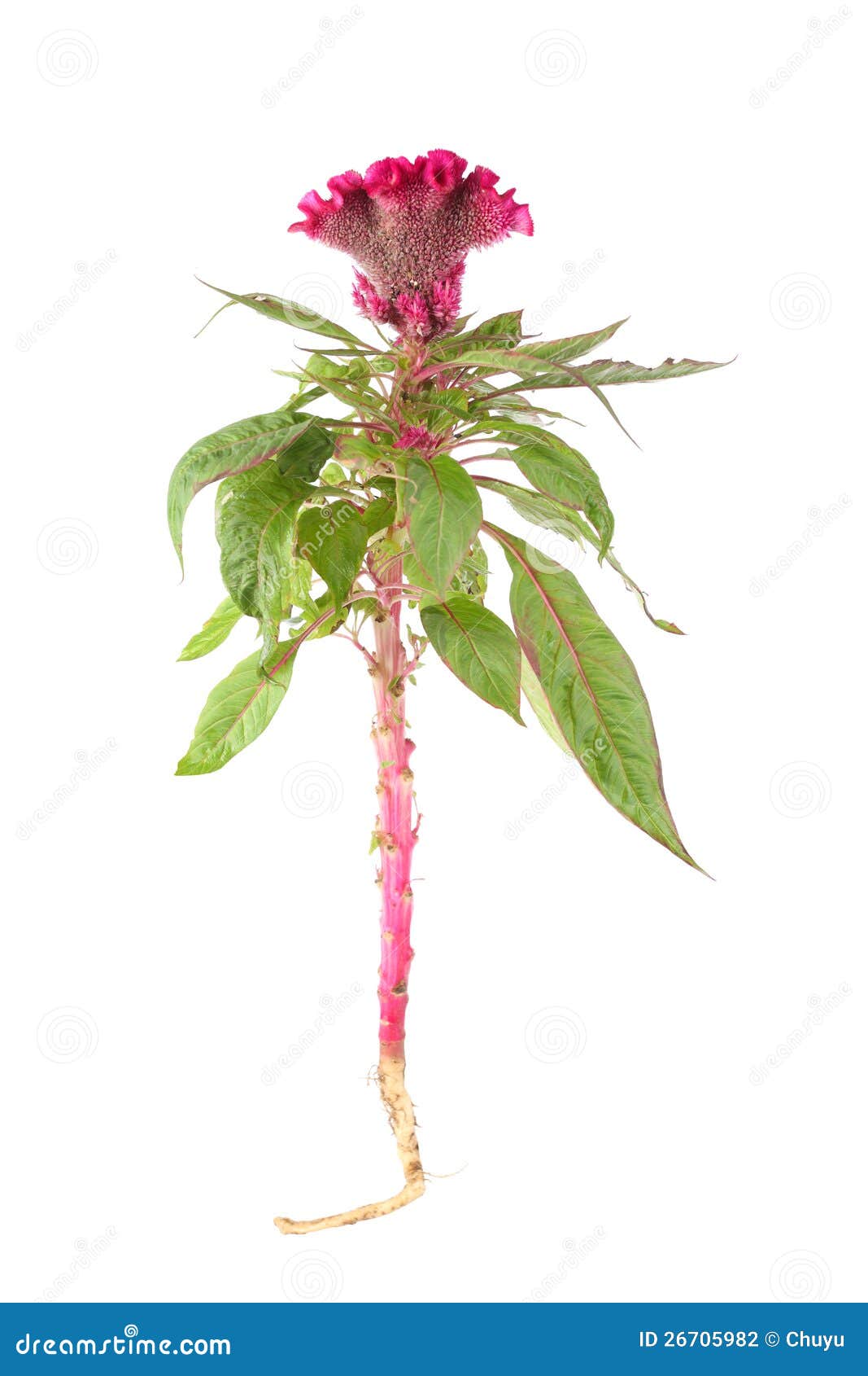 Cockscomb flower stock photo. Image of celosia, natural - 26705982