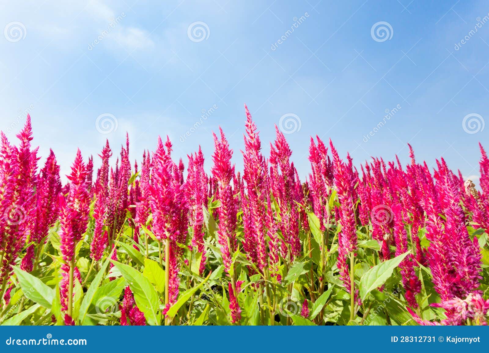 Cockscomb flower stock image. Image of argentea, ornate - 28312731