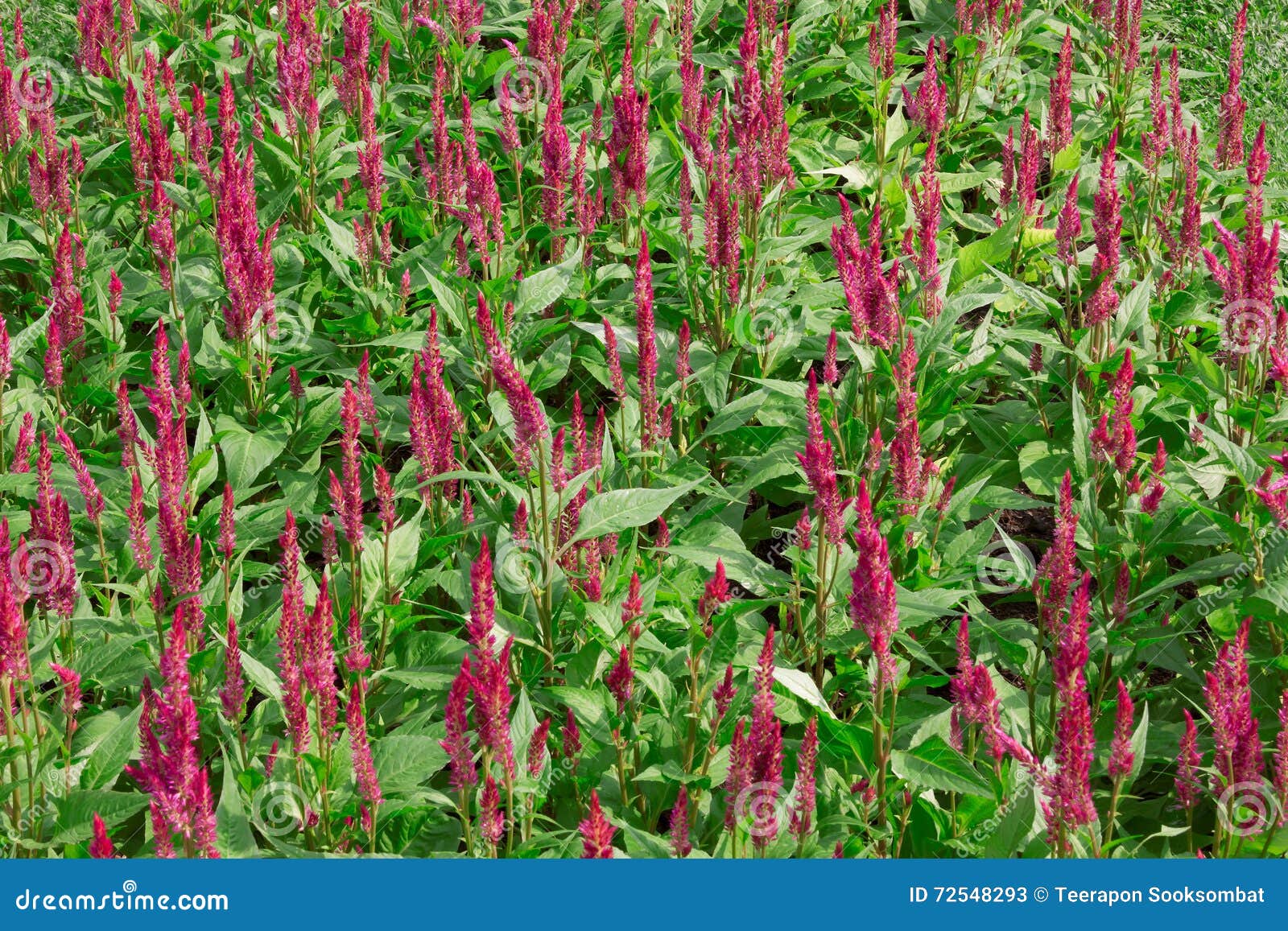 Cockscomb flower stock image. Image of green, floral - 72548293