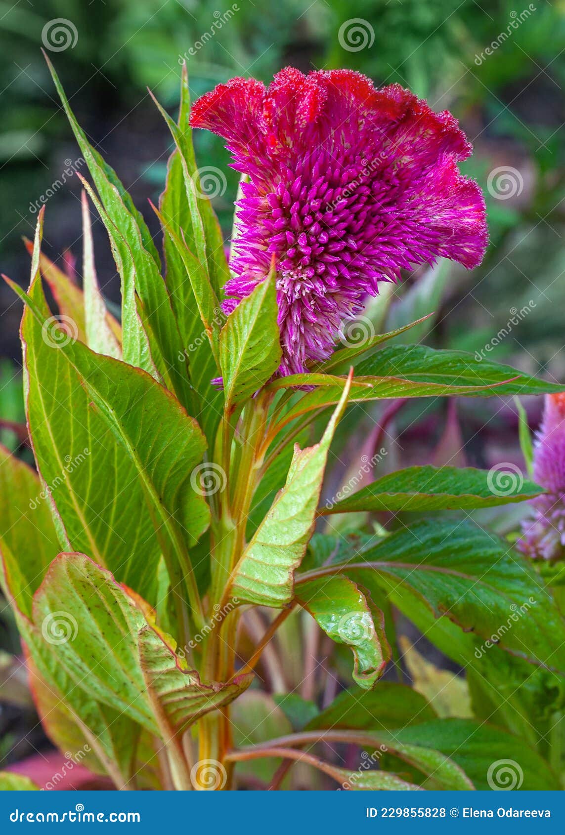 Cockscomb Flower, Celosia Cristata in the Garden Stock Photo - Image of ...
