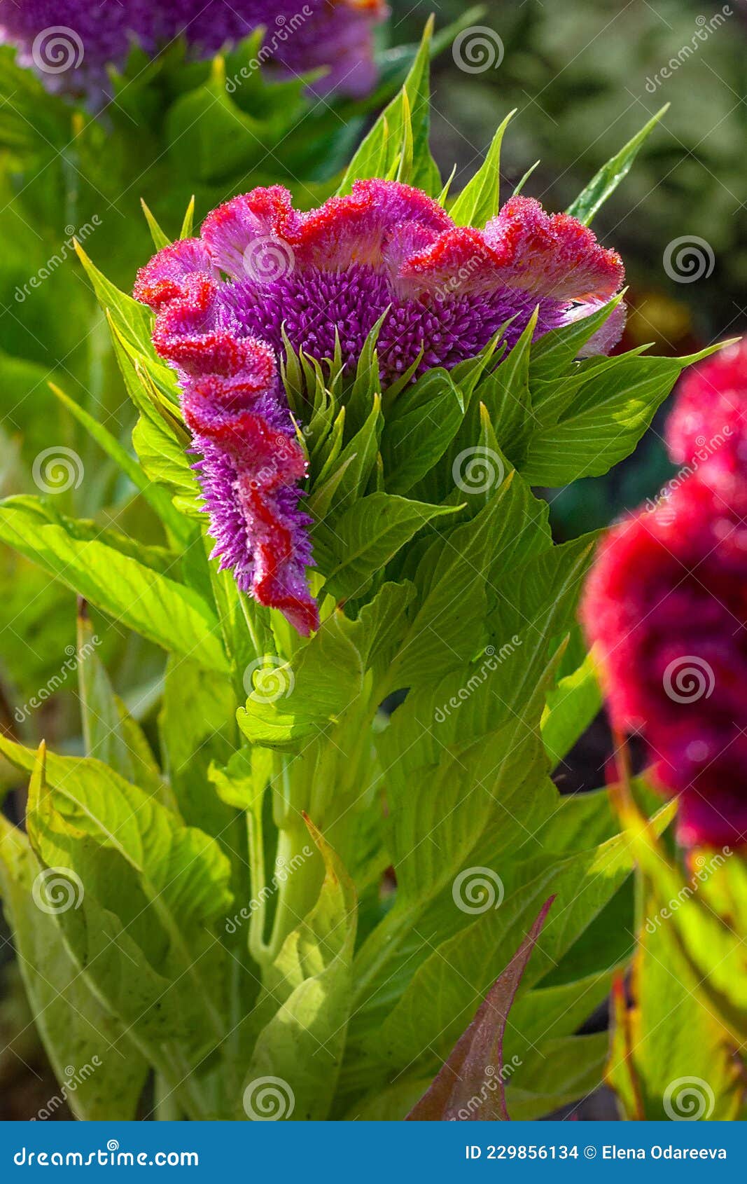 Cockscomb Flower, Celosia Cristata in the Garden Stock Photo - Image of ...