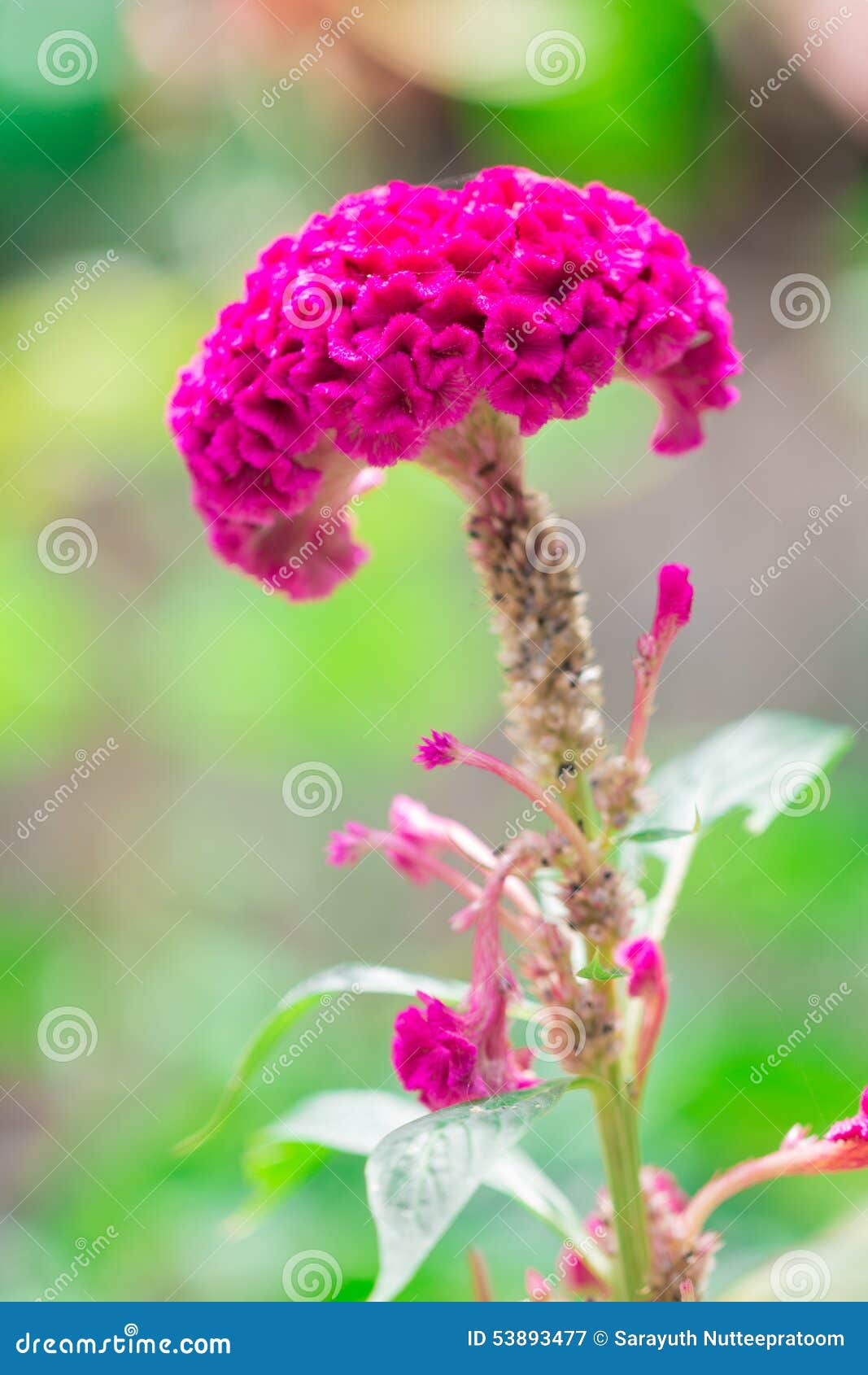 Cockscomb Flower stock image. Image of nature, colorful - 53893477