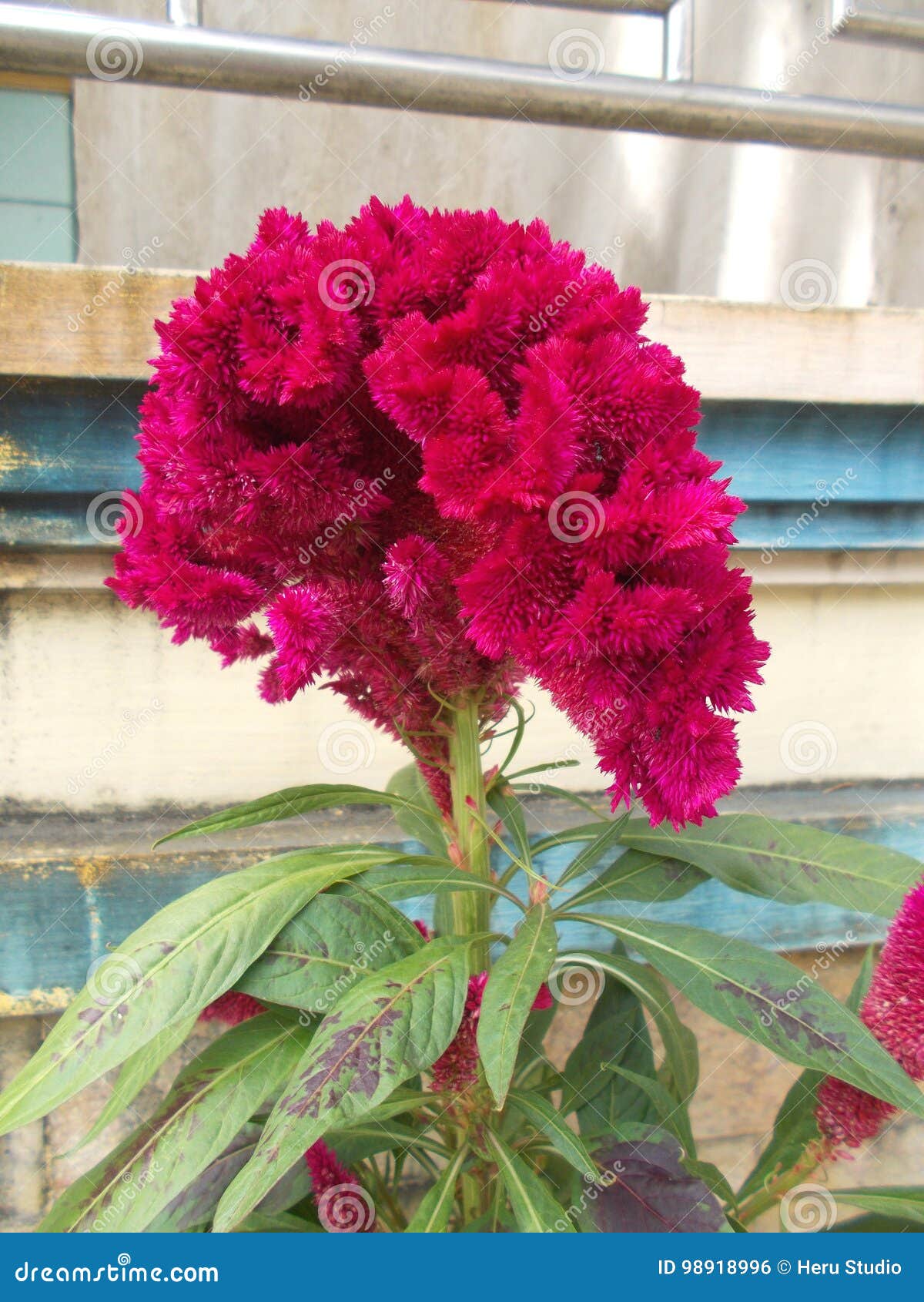 Cockscomb flower stock photo. Image of flower, bloom - 98918996