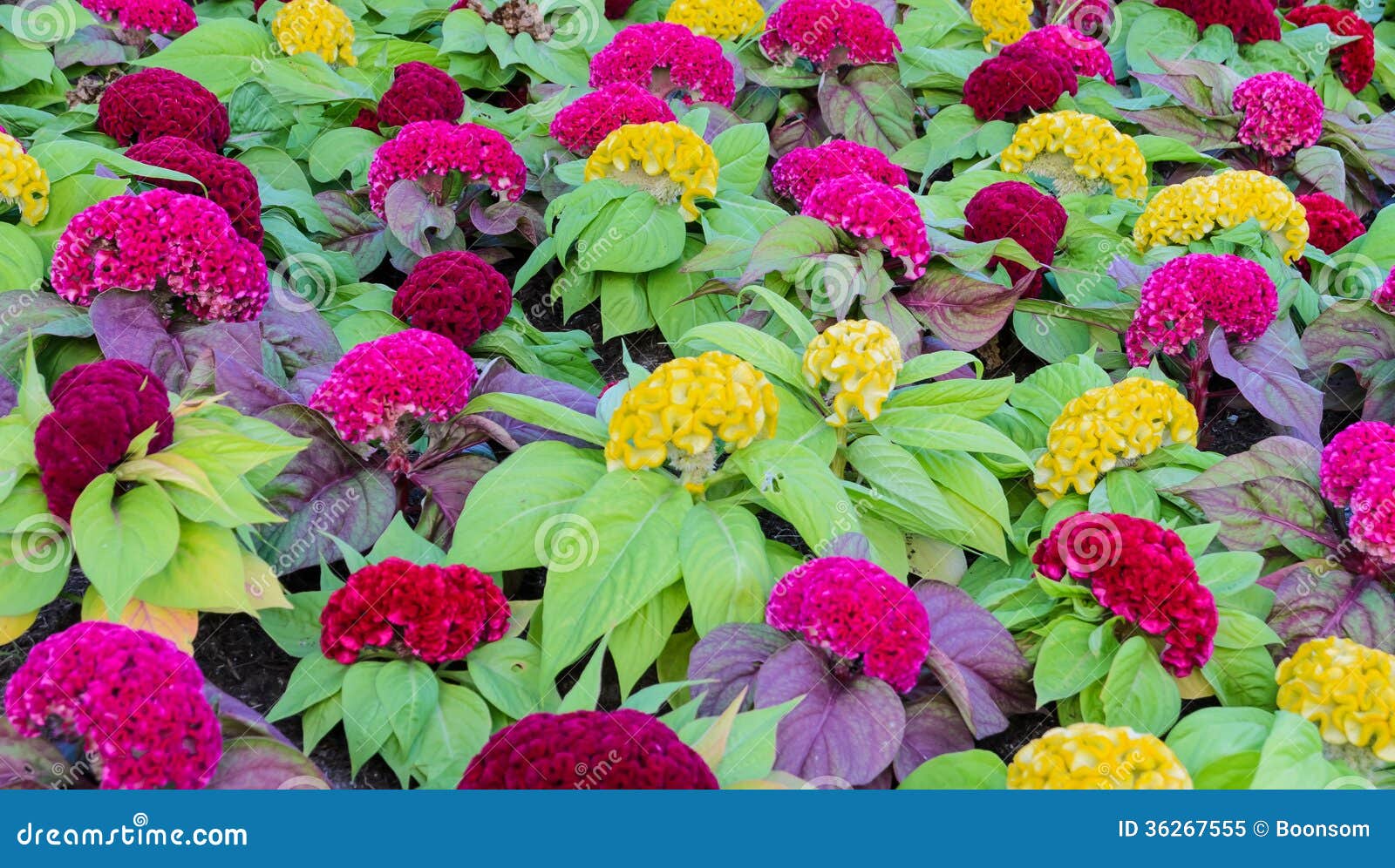 Cockscomb flower stock image. Image of floral, cockscomb - 36267555