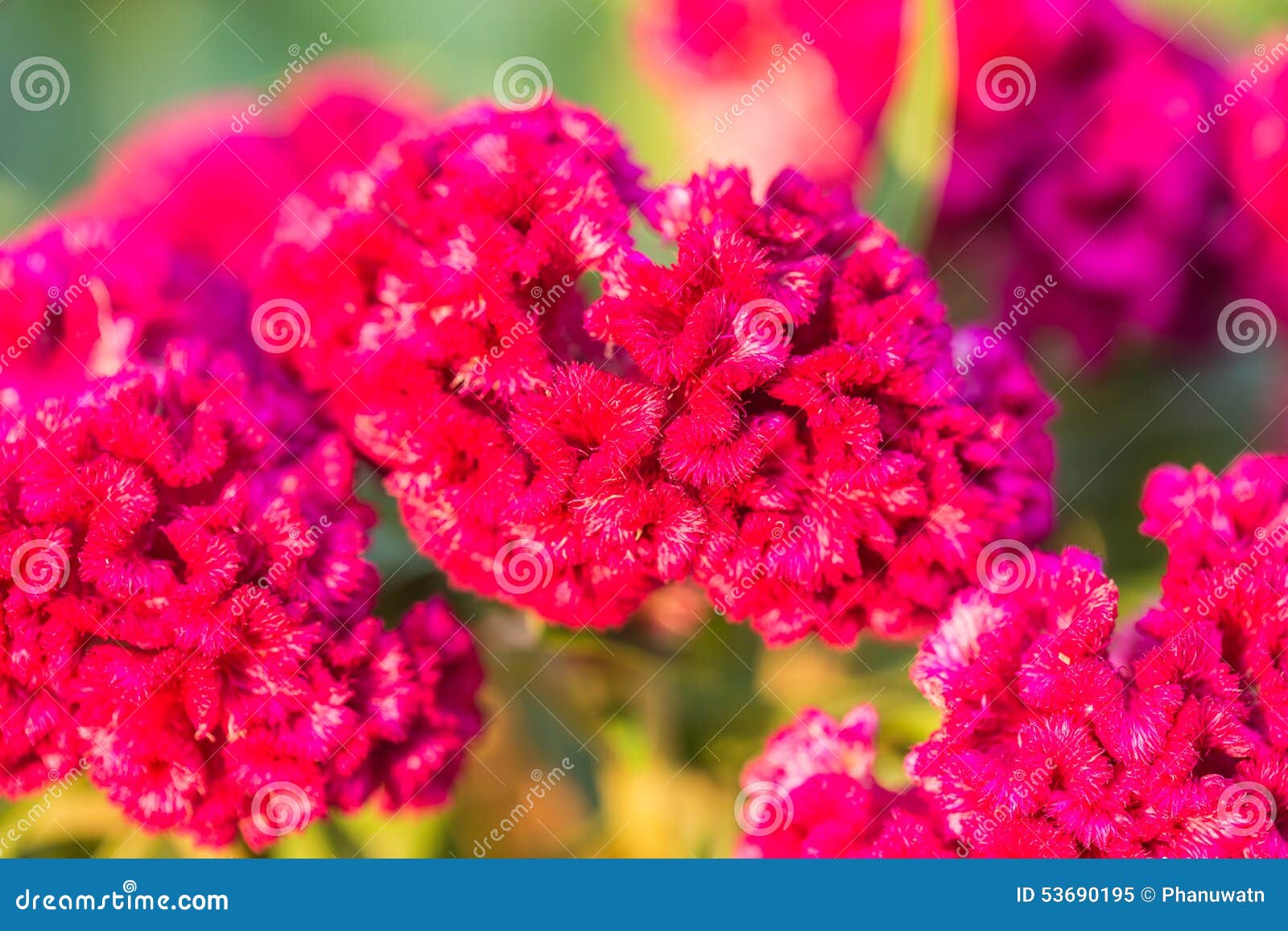 Cockscomb Flower in the Garden Stock Image - Image of nature, bright ...