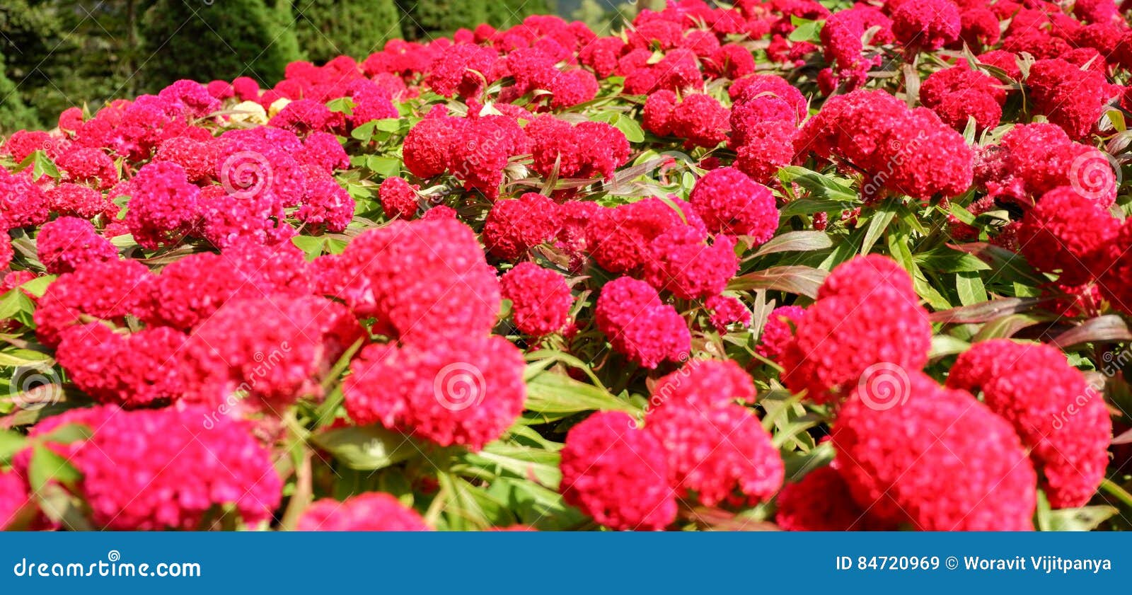 Cockscomb flower stock image. Image of flora, blossom - 84720969