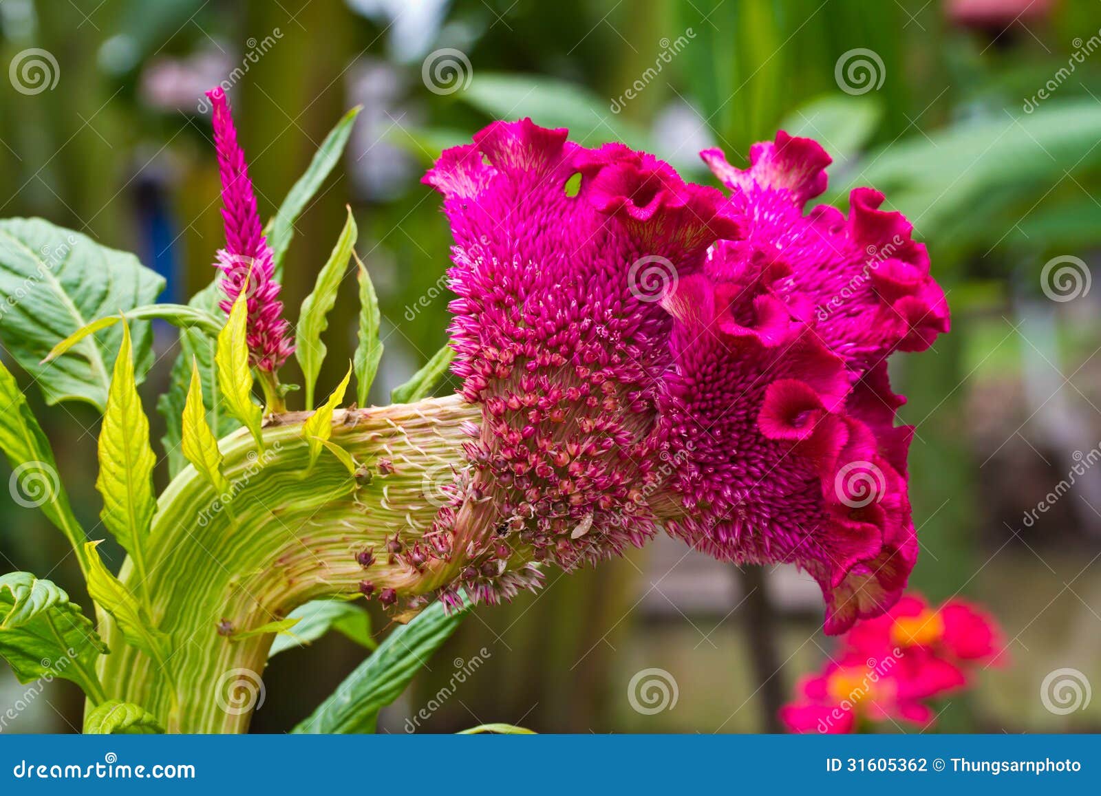Cockscomb flower stock photo. Image of cristata, floral - 31605362