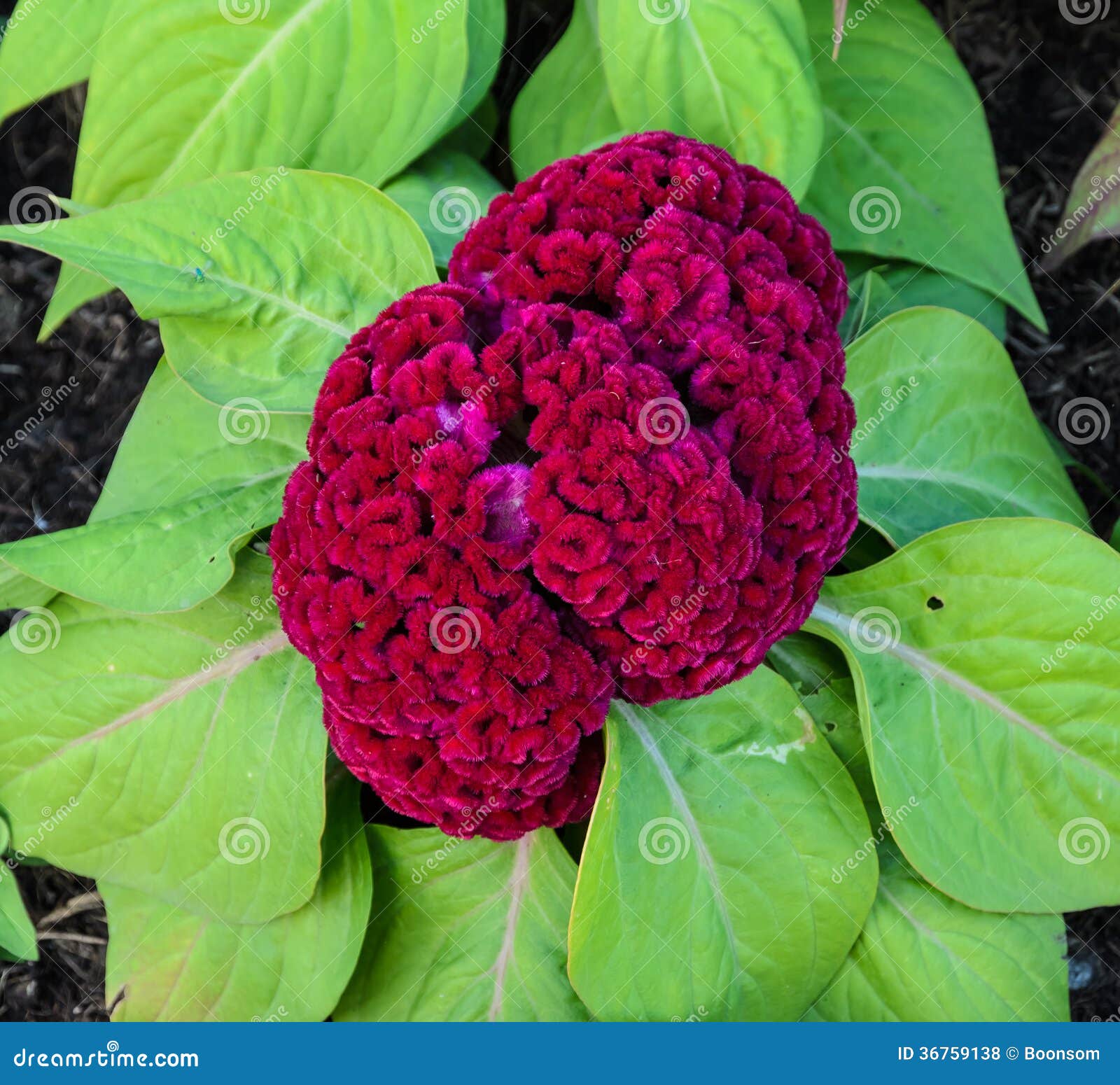 Cockscomb flower stock photo. Image of spring, floral - 36759138