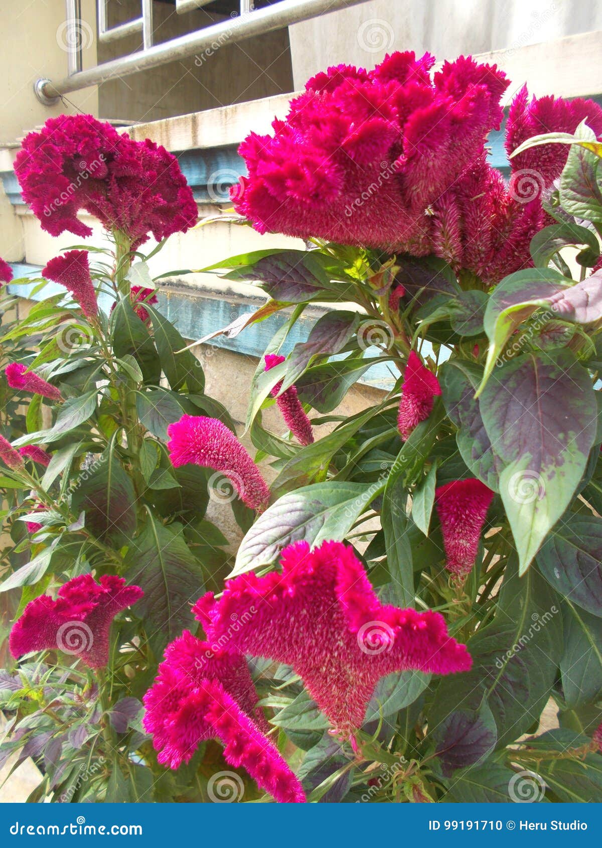 Cockscomb flower stock photo. Image of celosia, botanical - 99191710