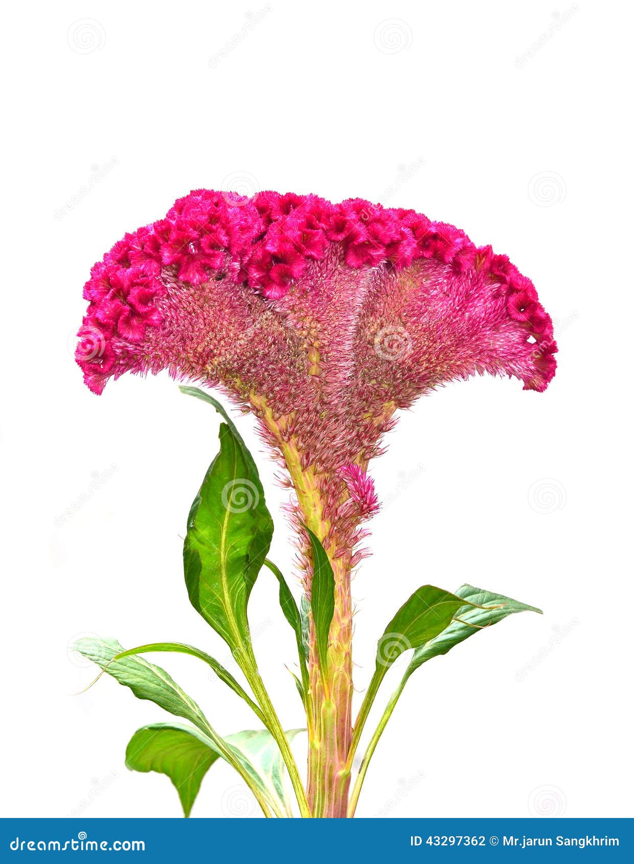 Cockscomb flower stock photo. Image of pattern, nature - 43297362