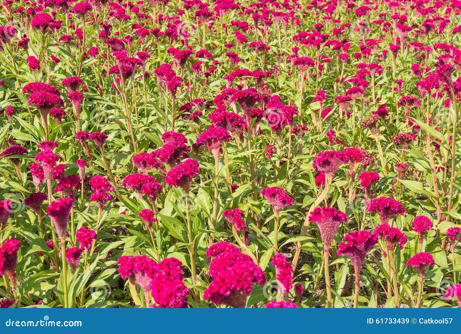 Cockscomb flower stock image. Image of beauty, plant - 61733439