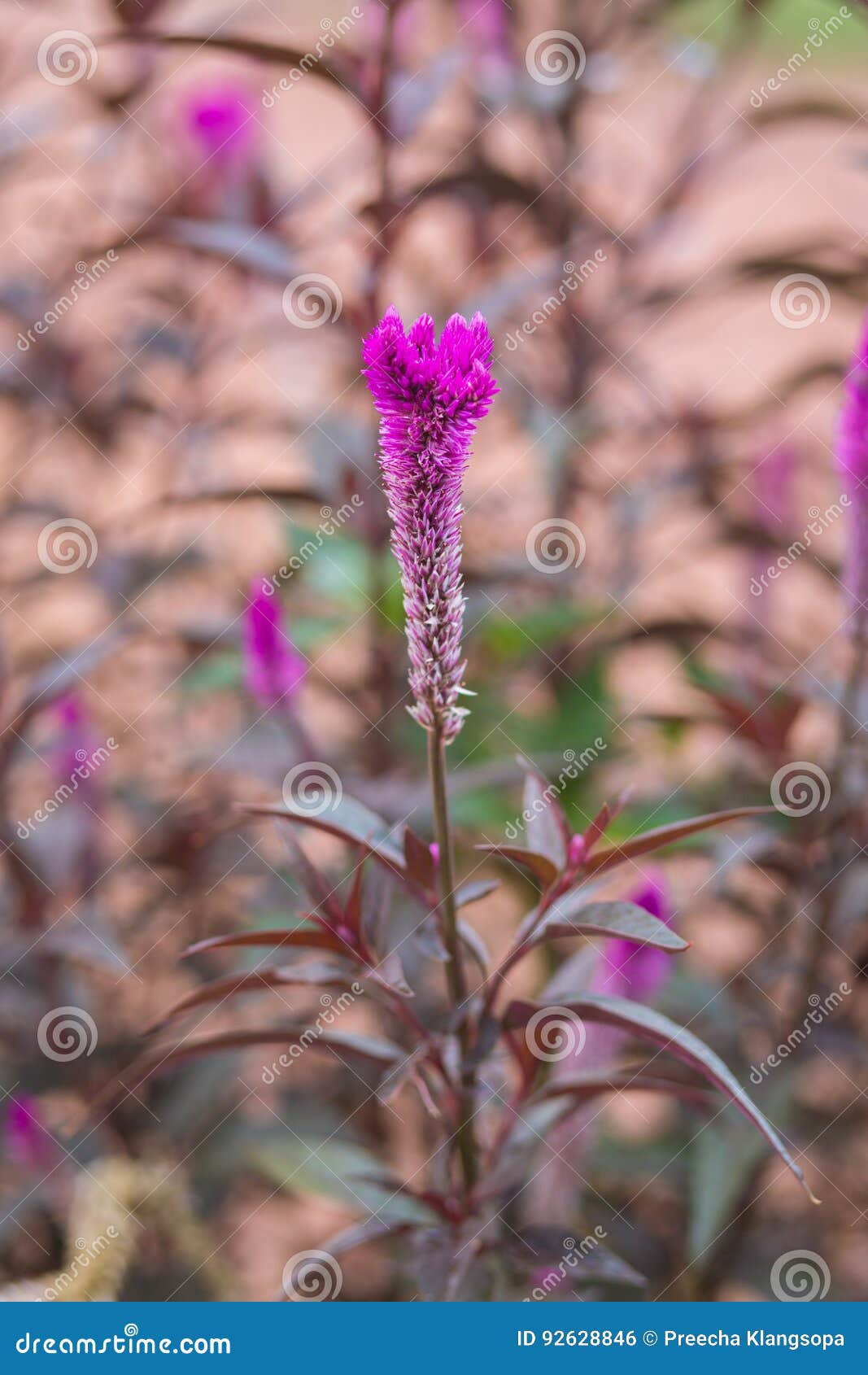 Cockscomb Flower Violet Color Stock Photo - Image of green, beauty ...
