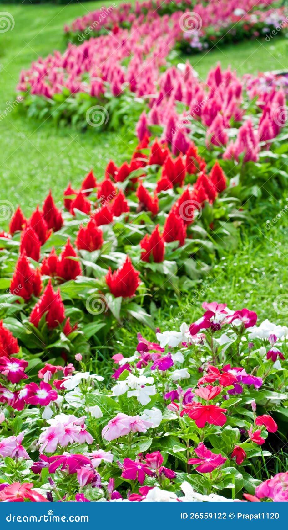 Cockscomb flowers stock photo. Image of flower, park - 26559122