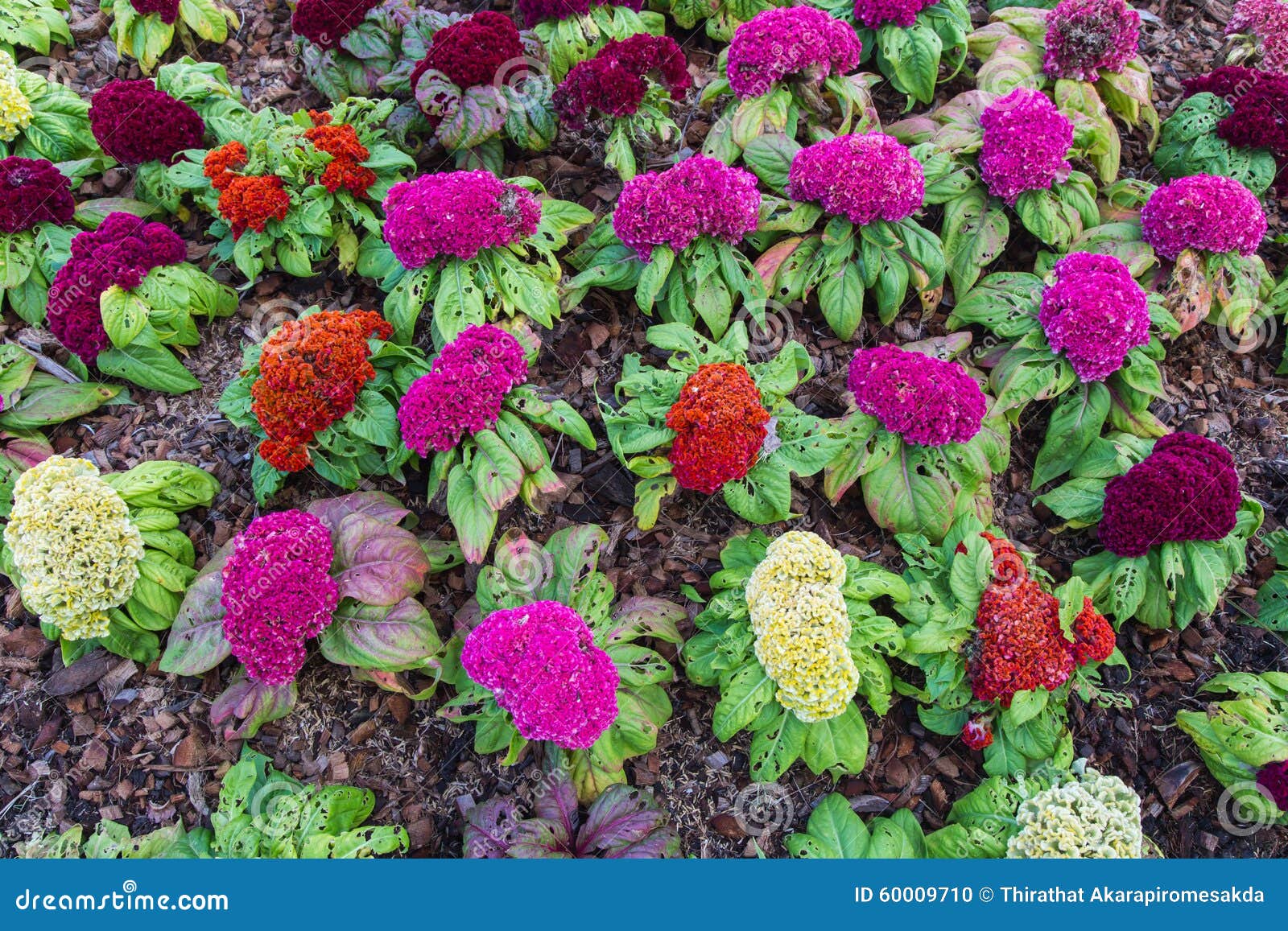Cockscomb flowers stock photo. Image of cockscomb, natur - 60009710