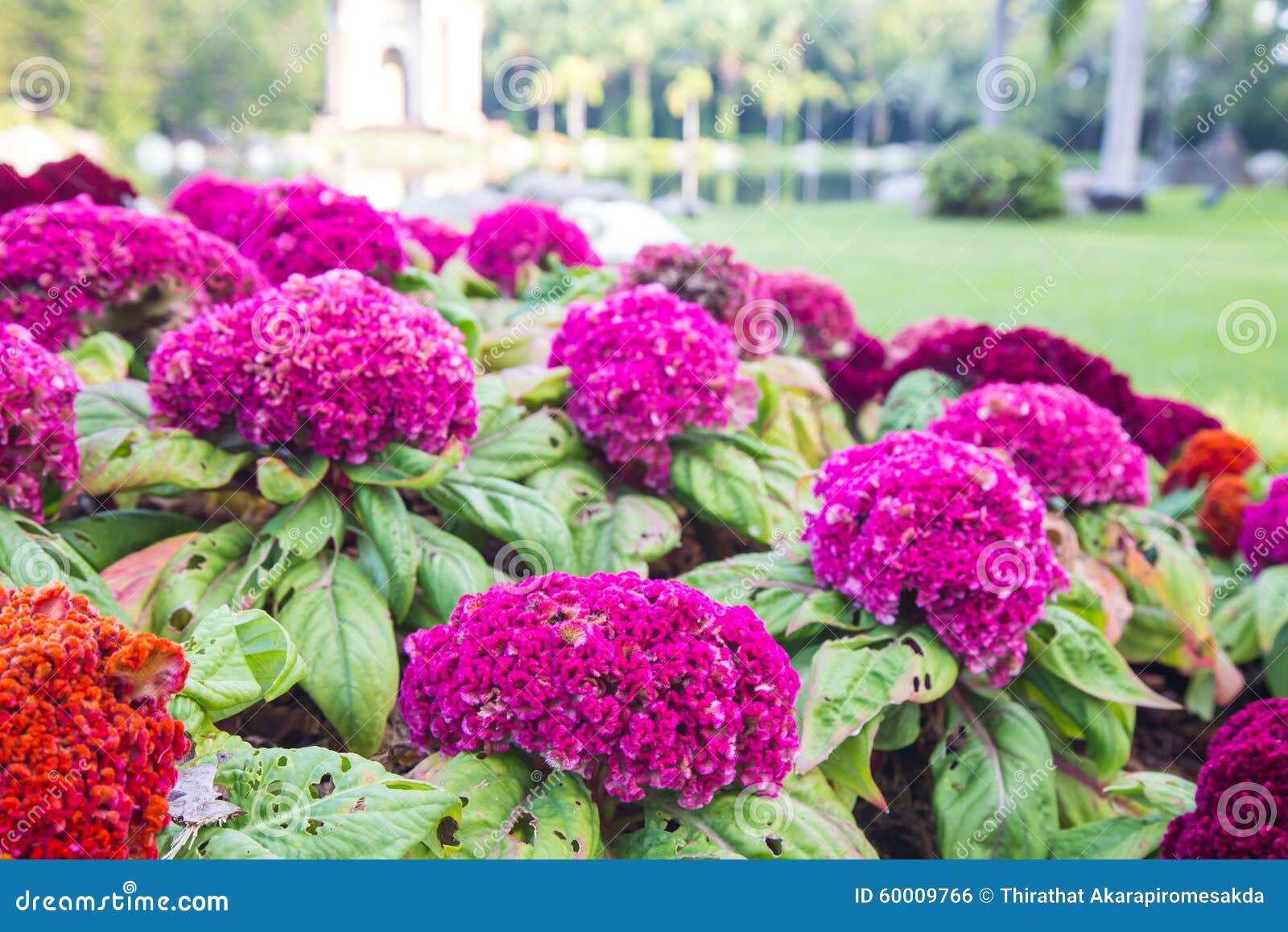 Cockscomb flowers stock photo. Image of pink, garden - 60009766