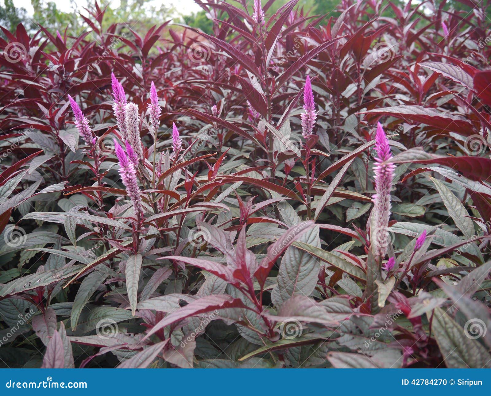 Cockscomb Flowers stock photo. Image of nature, textured - 42784270