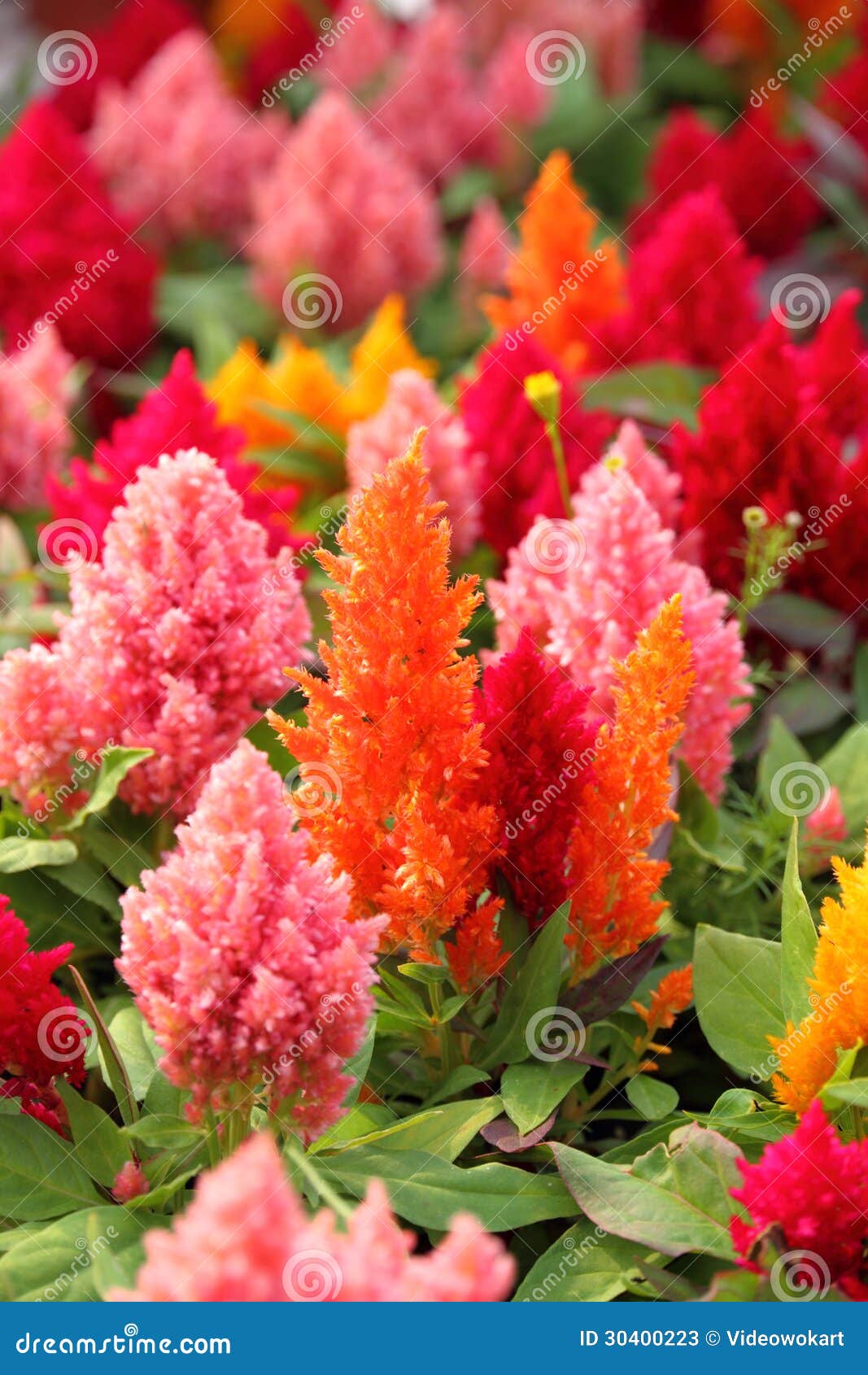 Cockscomb flowers stock image. Image of pastel, tropical - 30400223