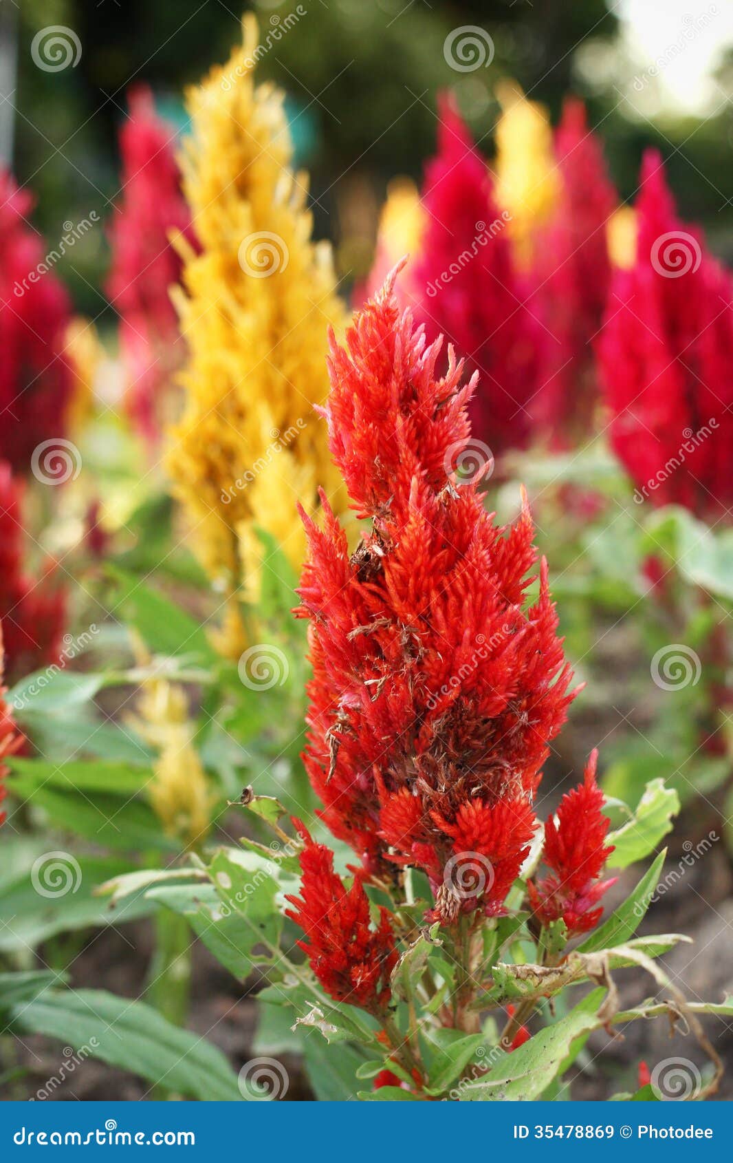 Cockscomb flowers. stock image. Image of descriptive - 35478869