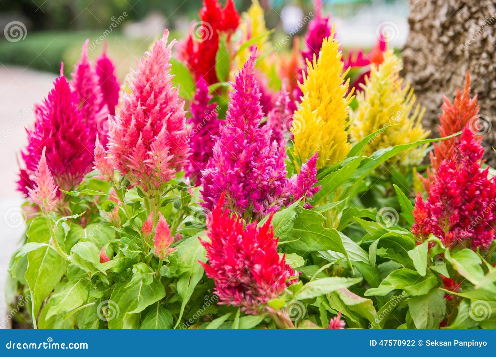 Cockscomb flowers stock photo. Image of botany, celosia - 47570922