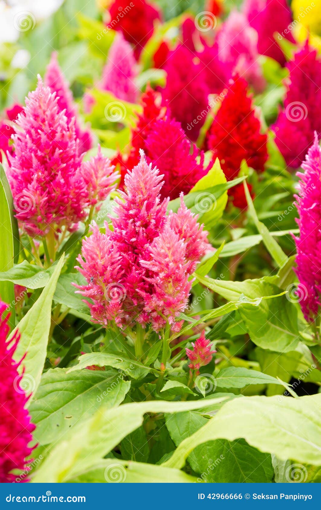 Cockscomb flowers stock photo. Image of bright, leaf - 42966666