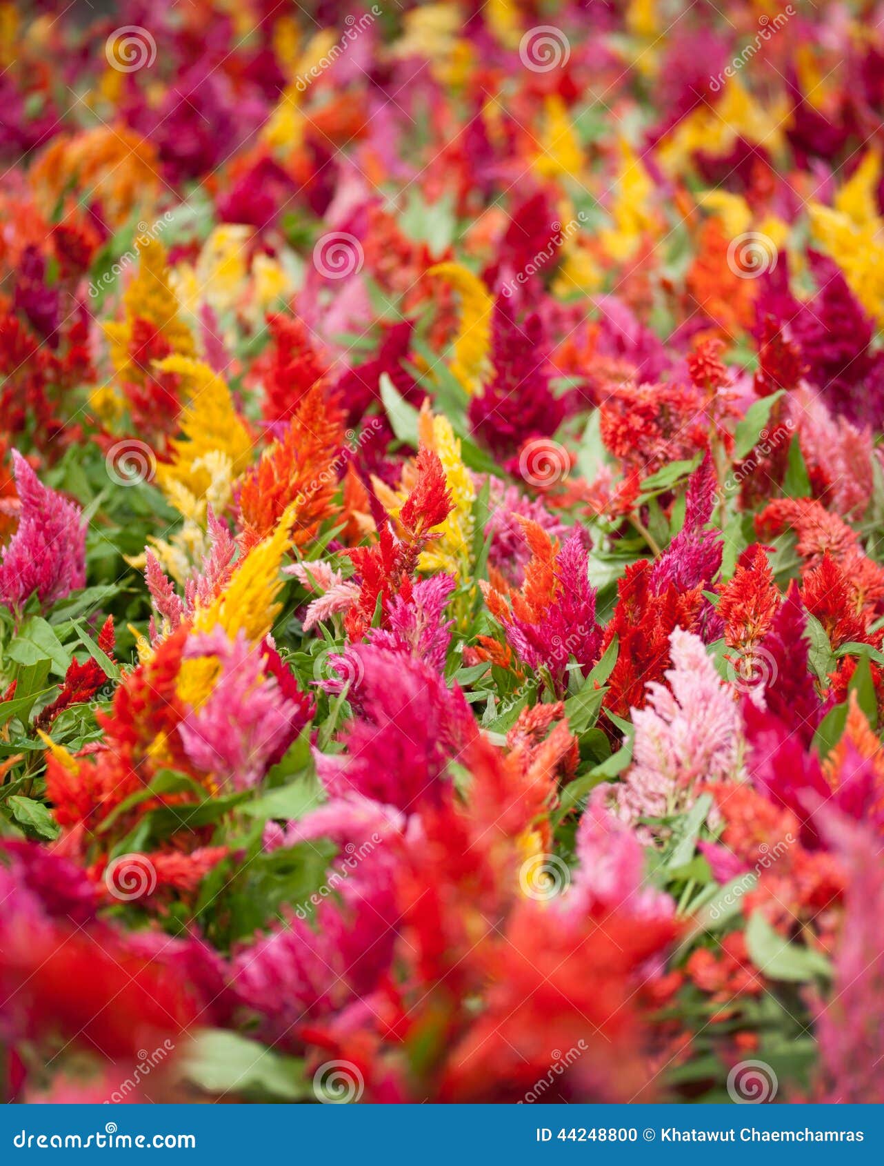 Cockscomb Flowers stock photo. Image of botany, pastel - 44248800