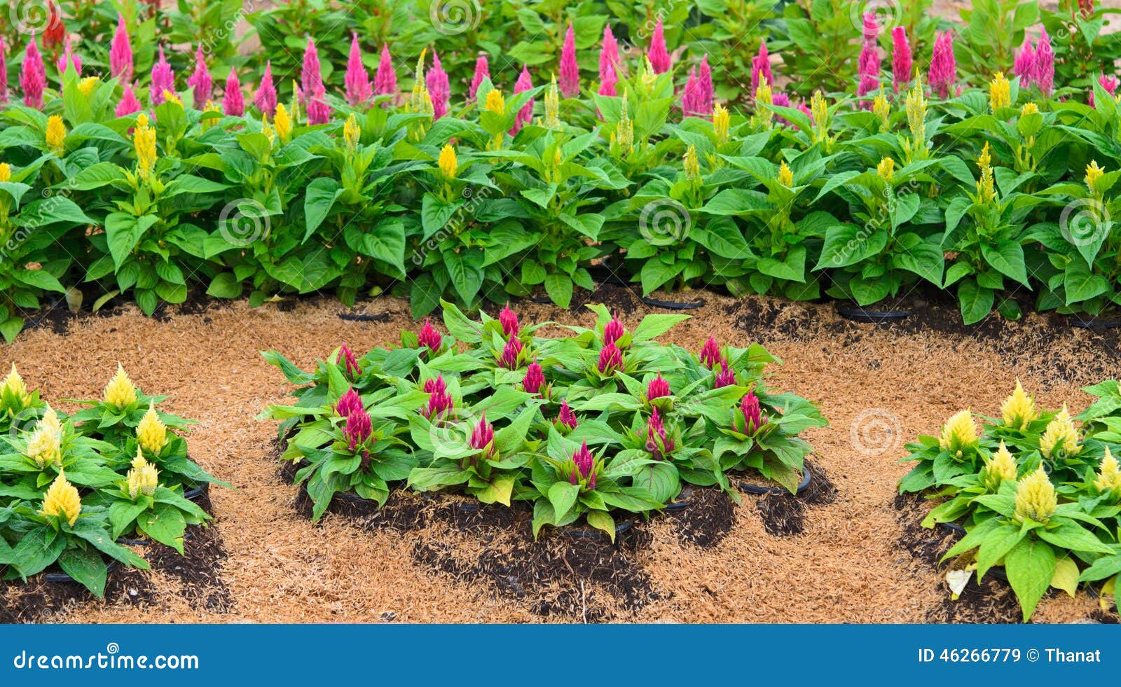 Cockscomb Flowers in the Garden Stock Image - Image of yellow, pattern ...