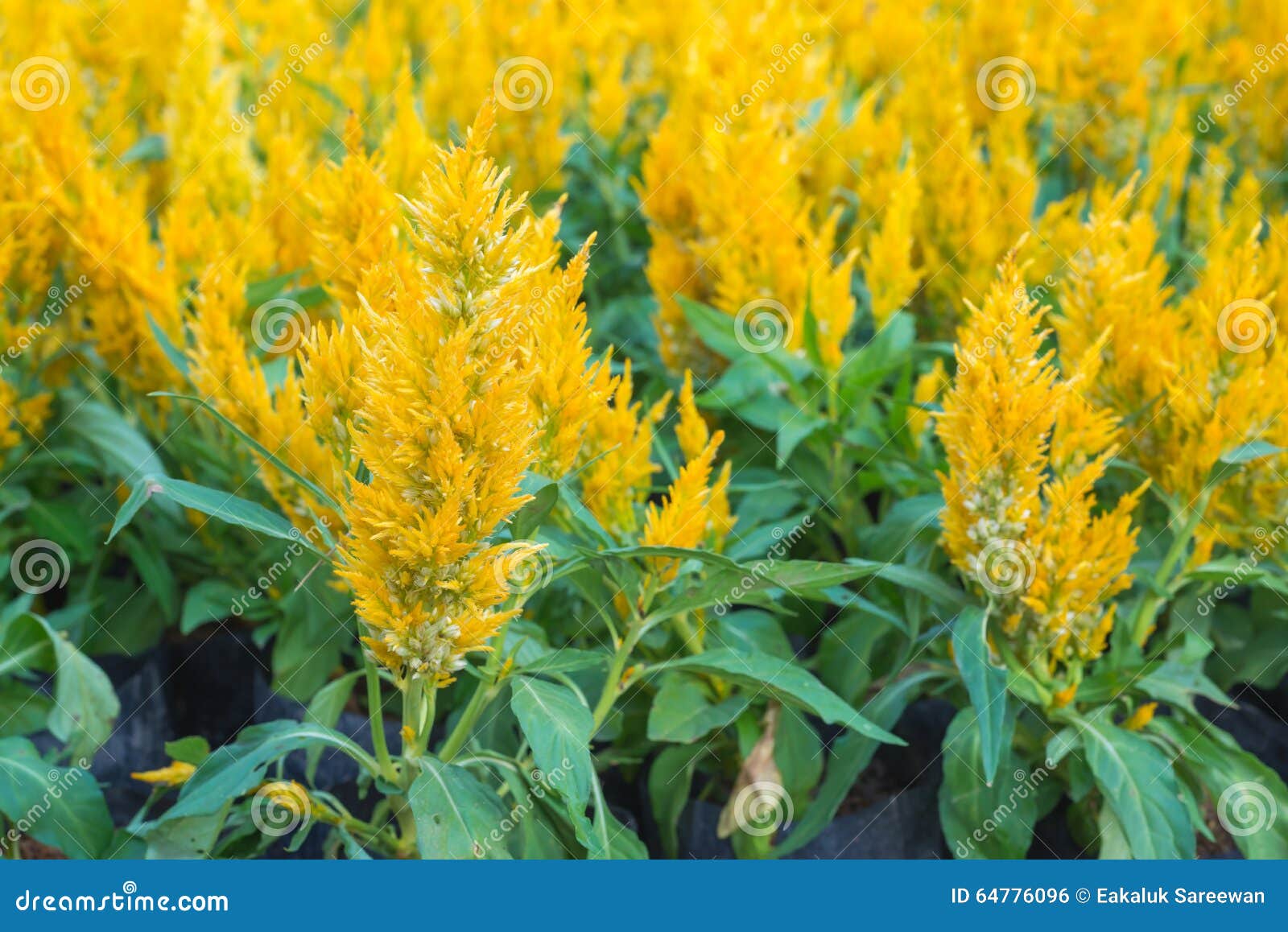 Cockscomb flowers stock photo. Image of colorful, celosia - 64776096