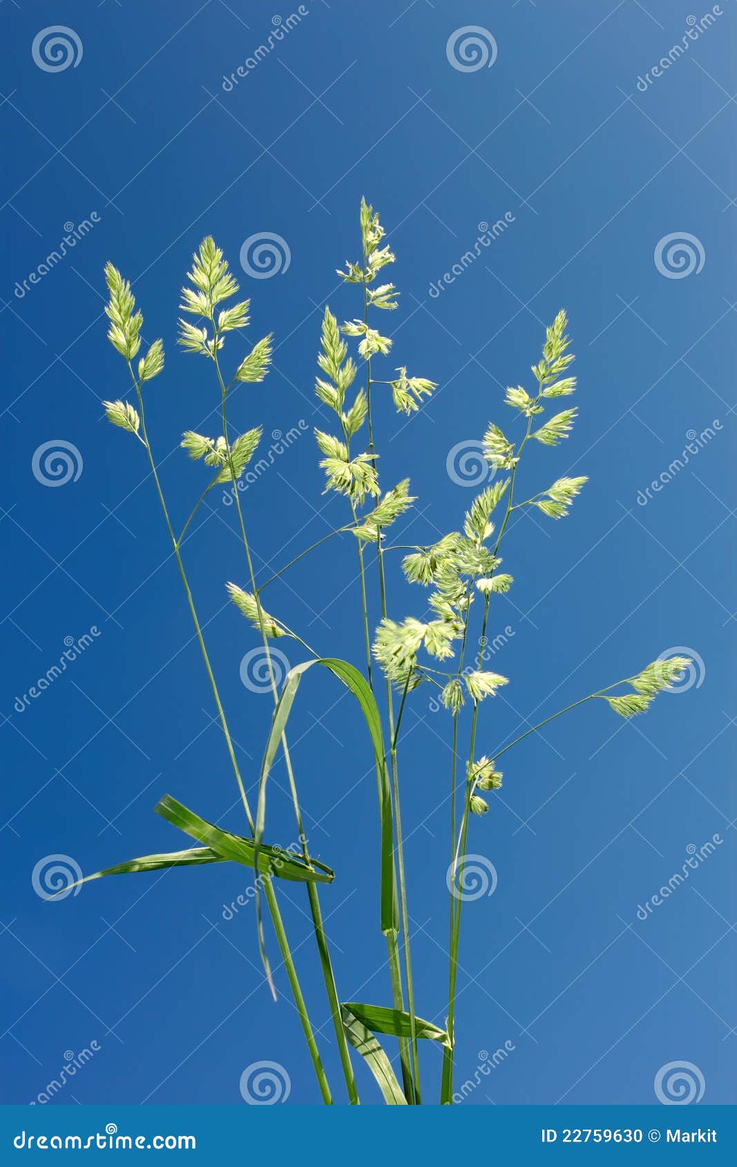 Cocksfoot against blue sky stock photo. Image of environment - 22759630
