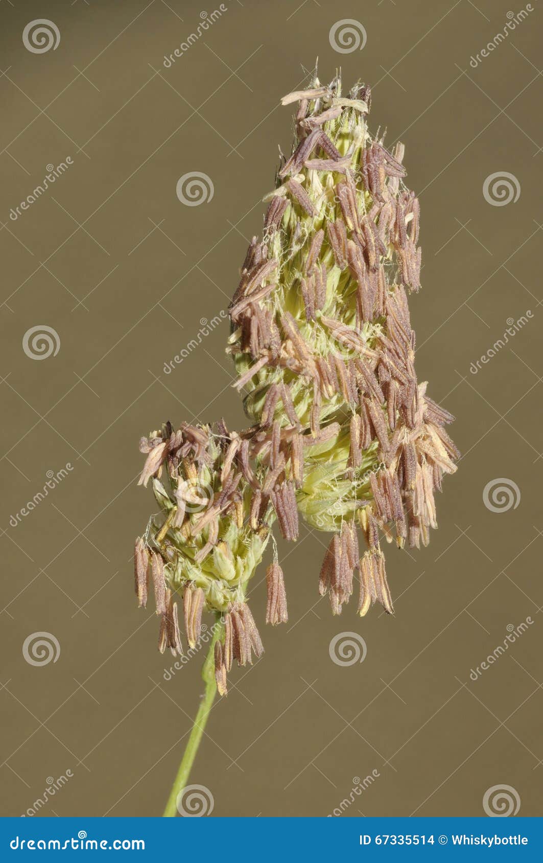 Cocksfoot stock photo. Image of flora, britain, nature - 67335514