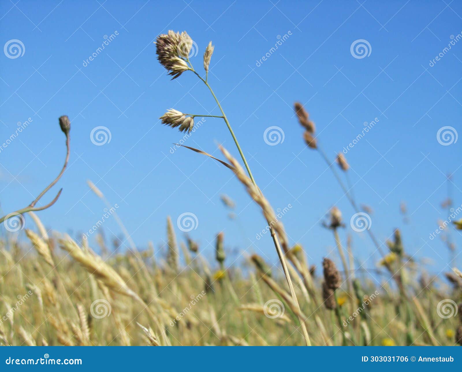 Cocksfoot grass stock photo. Image of plain, nature - 303031706