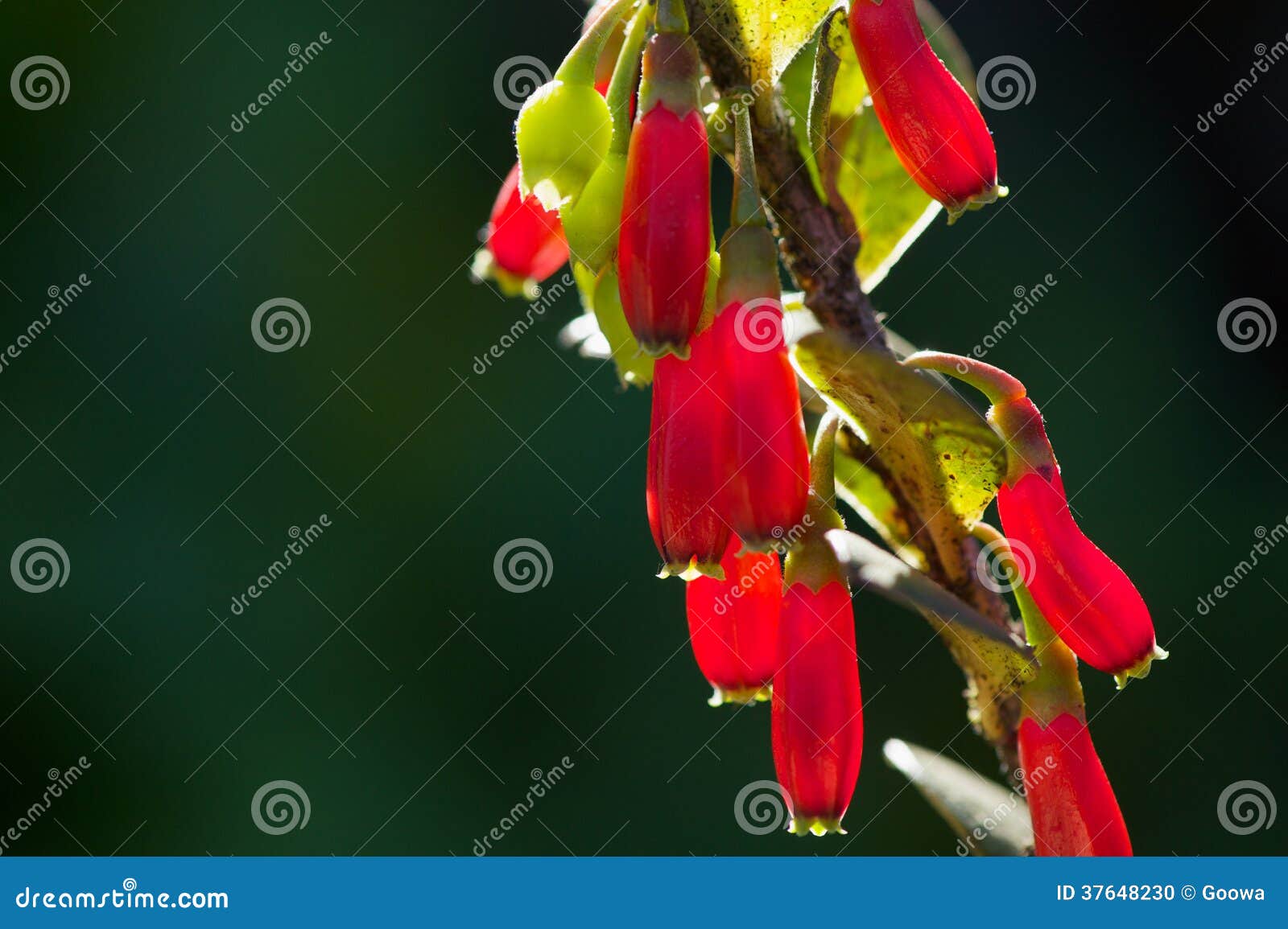 Red Cockspur Coral Tree Flower Or Erythrina Crita-galli Royalty-Free ...
