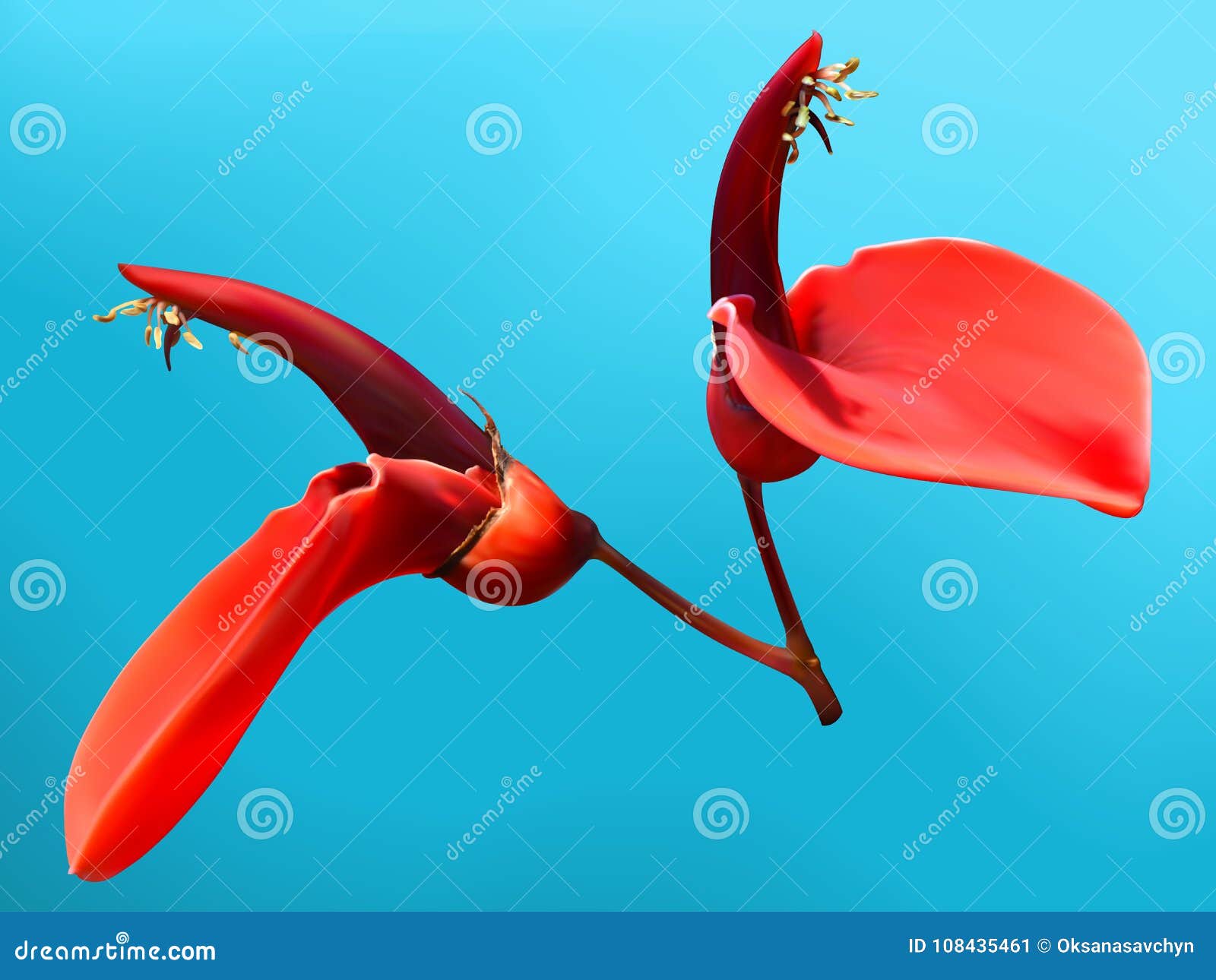 Cockspur coral tree flower stock vector. Illustration of glowing ...