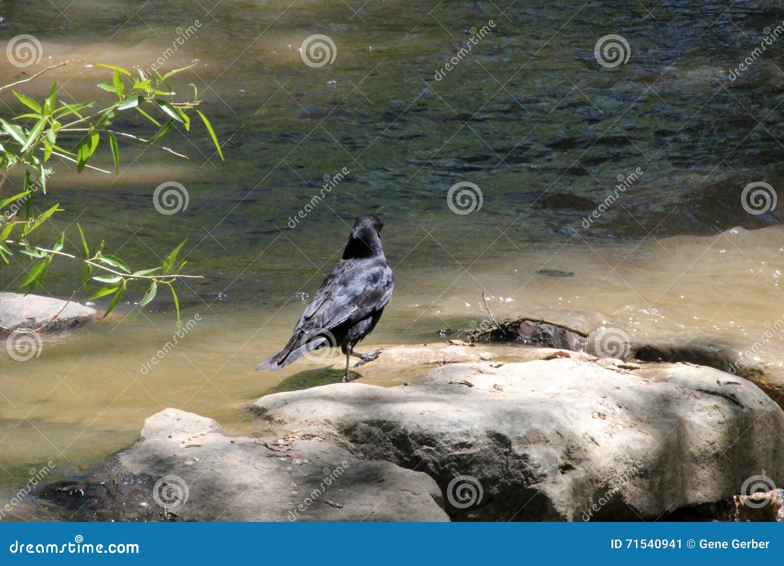 Cocky Bird stock image. Image of landscape, struts, stream - 71540941