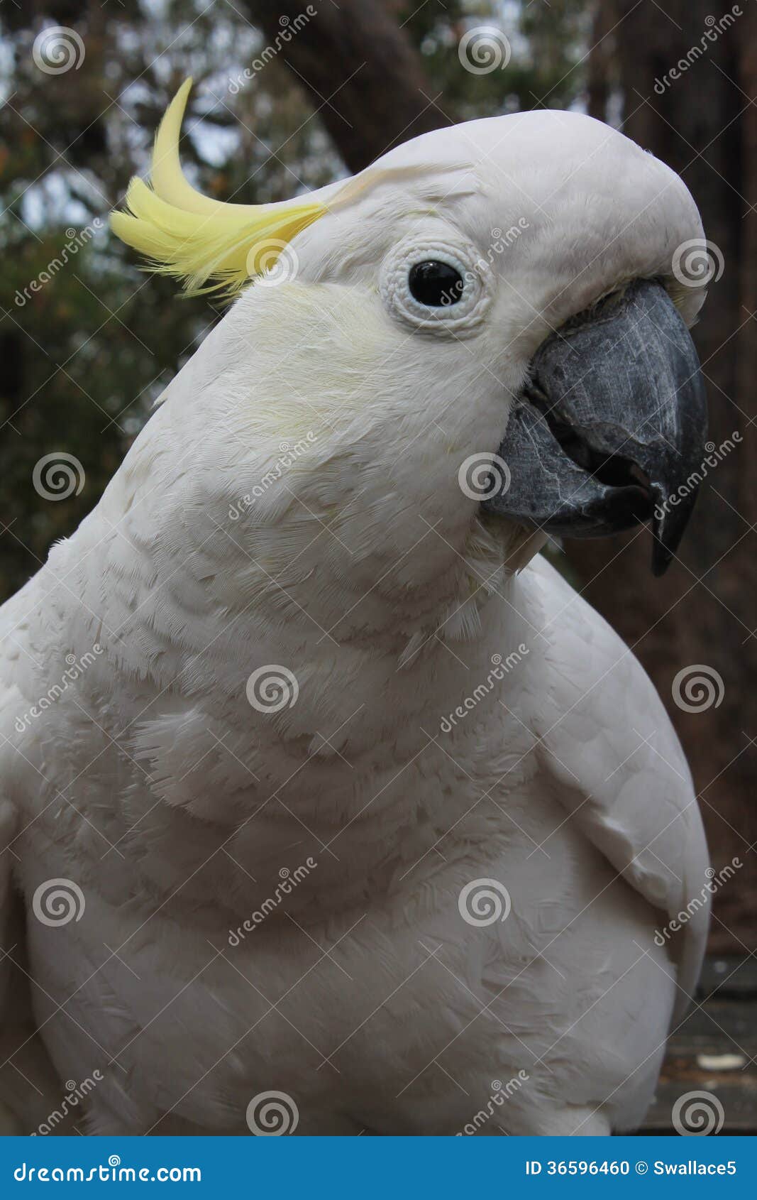 Cocky stock photo. Image of squawk, australian, noisy - 36596460