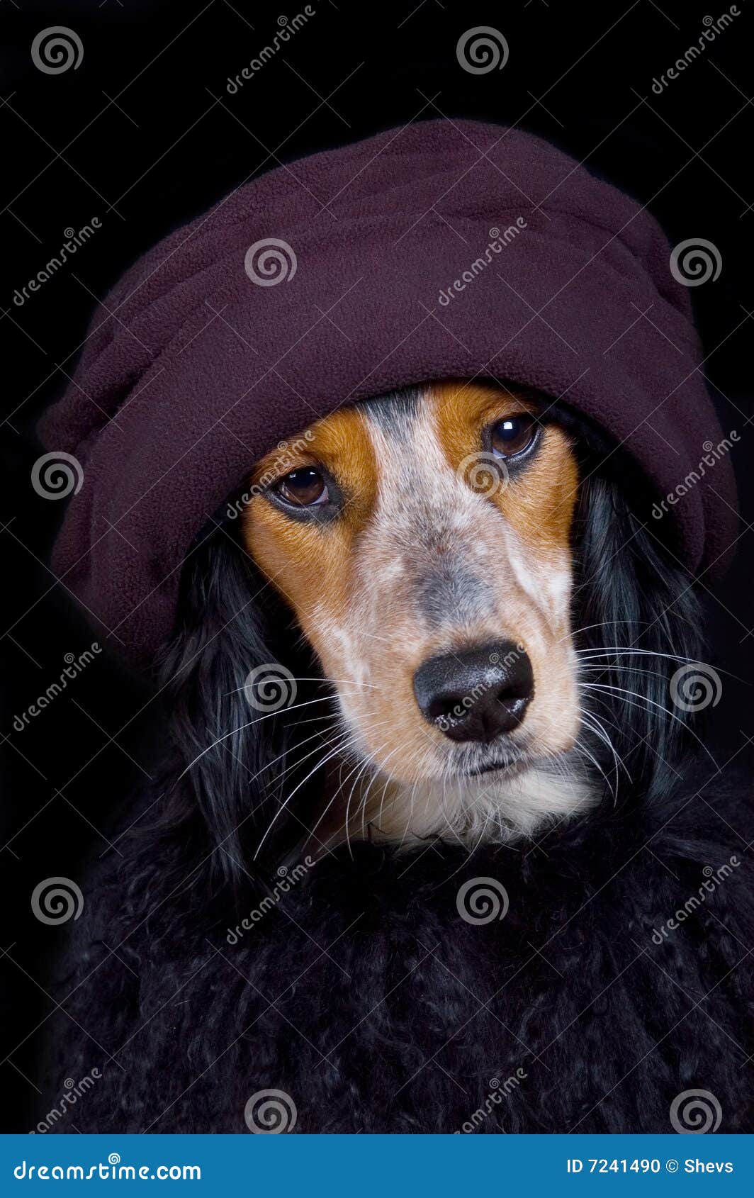 Cocky Diva Dog with Hat & Boa Stock Photo - Image of rich, portrait ...