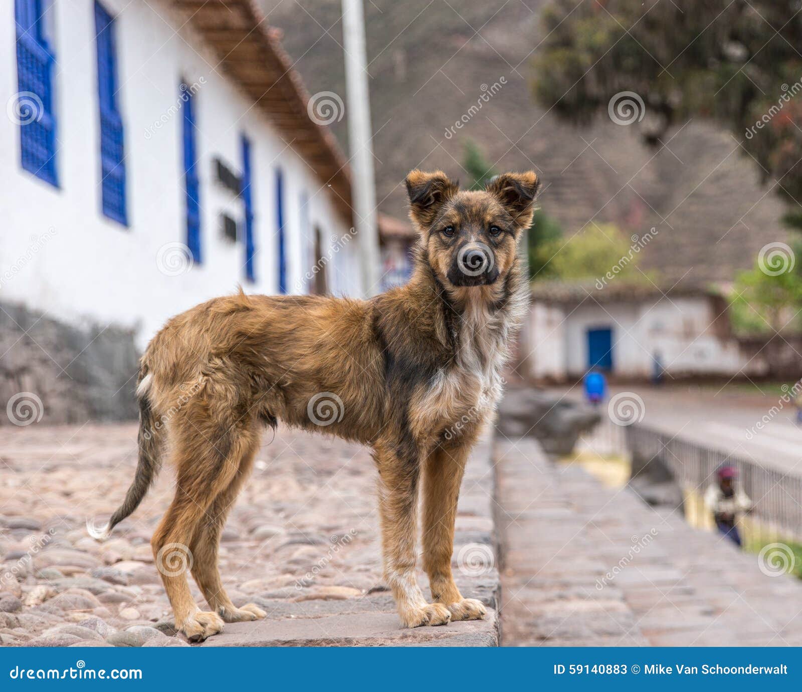 Cocky dog stock image. Image of stubborn, hairy, pedantic - 59140883