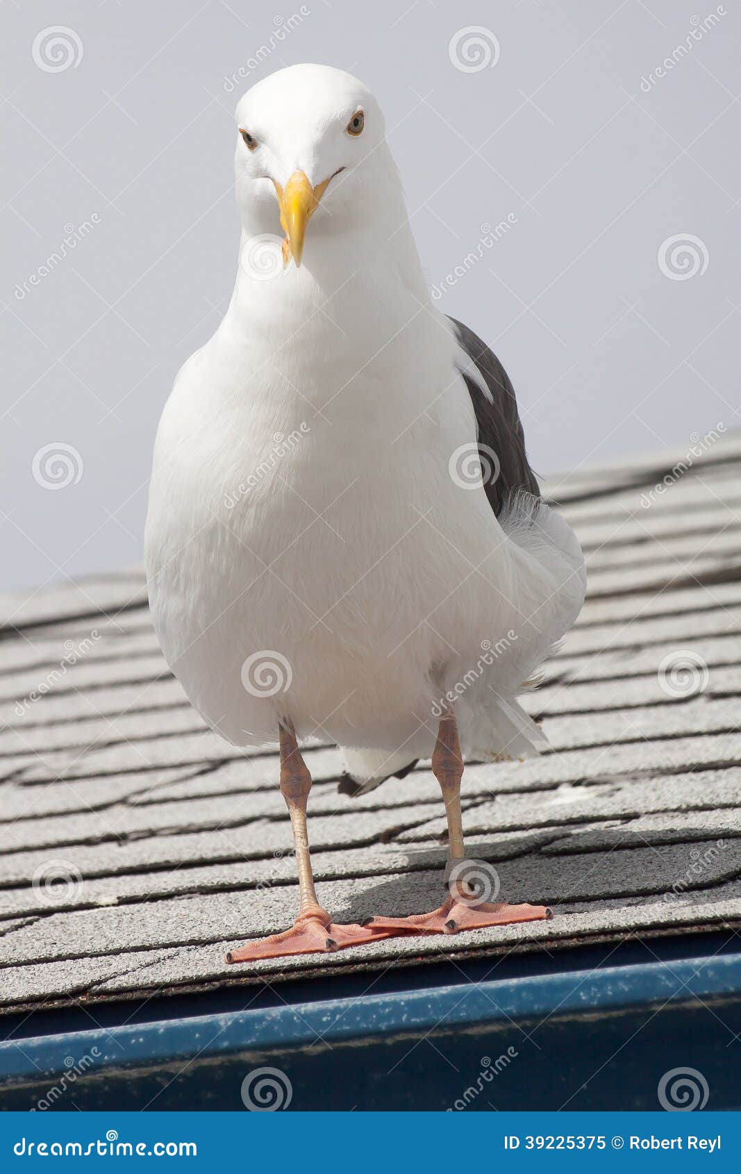 Cocky looking seagull stock image. Image of white, bird - 39225375