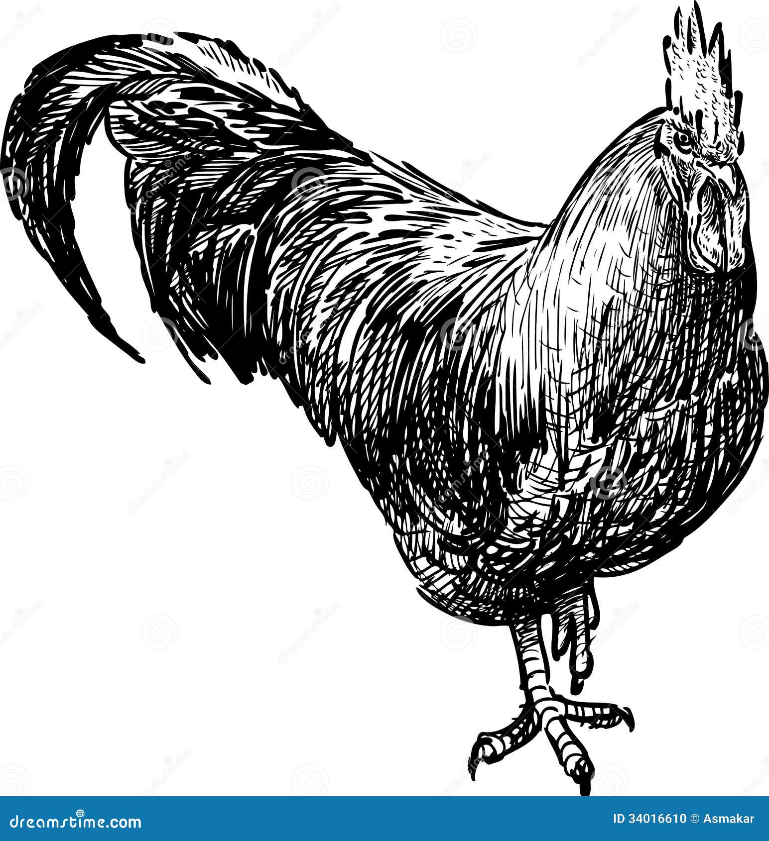 Cocky rooster stock vector. Illustration of feathers - 34016610