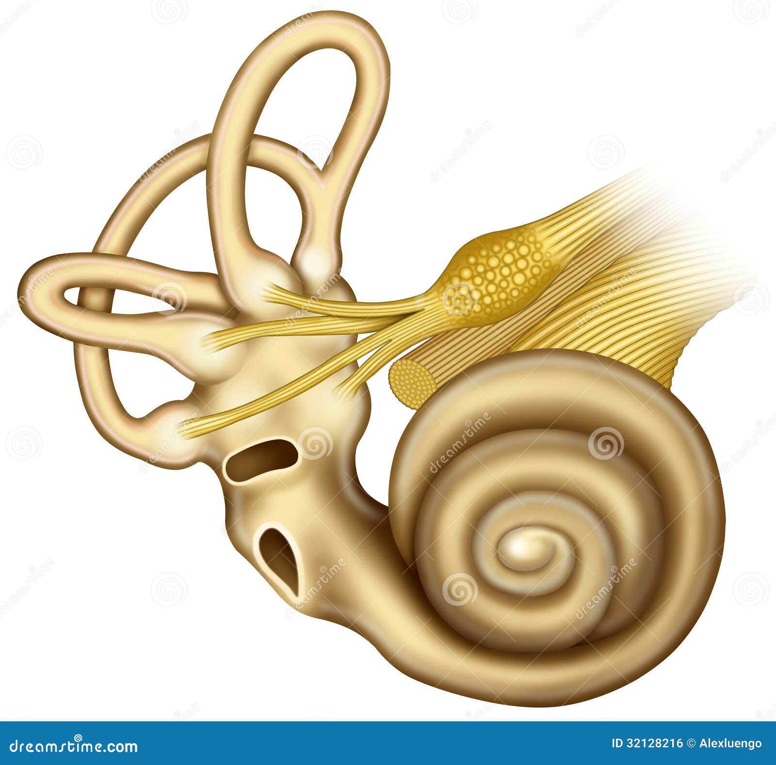 Coclea illustrazione di stock. Illustrazione di finestra - 32128216