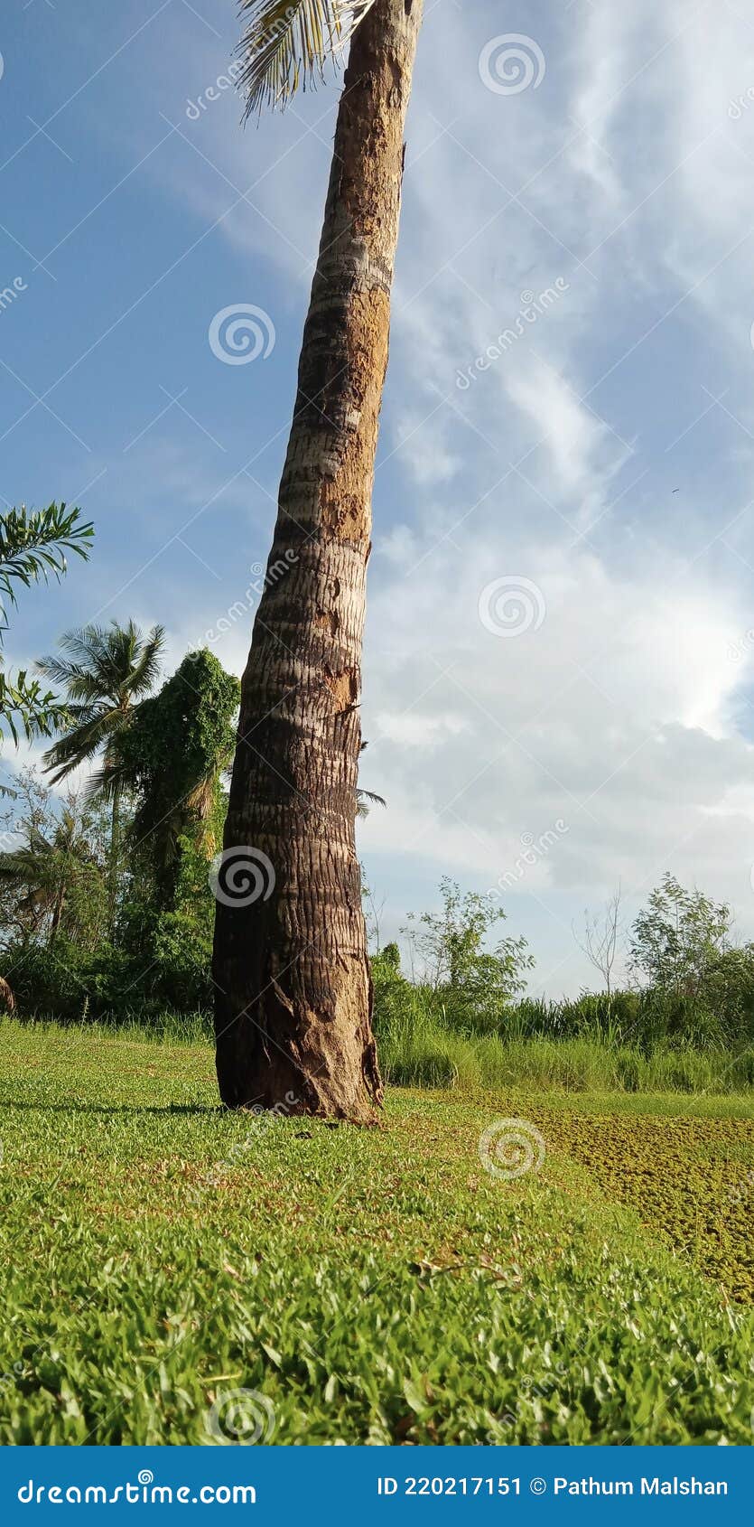 Beautiful Cocnut Tree In Forest Stock Image - Image of cocnut, yala ...