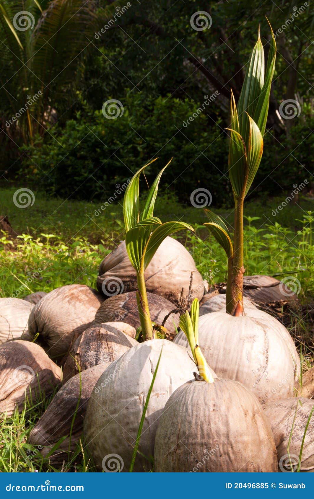 Coco imagen de archivo. Imagen de planta, hermoso, nacimiento - 20496885