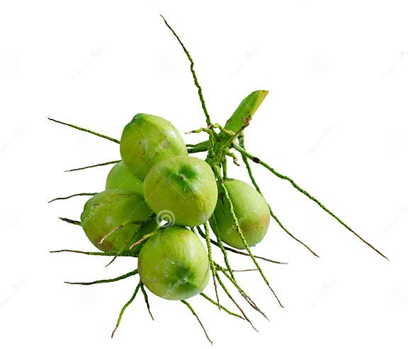 Coco foto de archivo. Imagen de gusto, coma, dulce, carne - 24406348