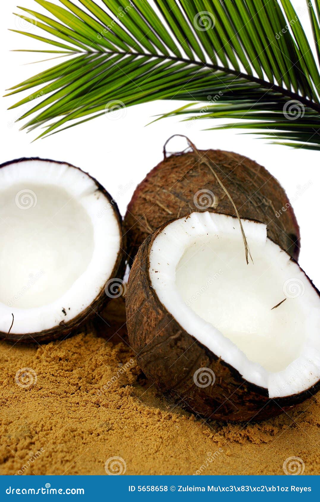 Coco stock photo. Image of holidays, coco, exotic, fruit - 5658658