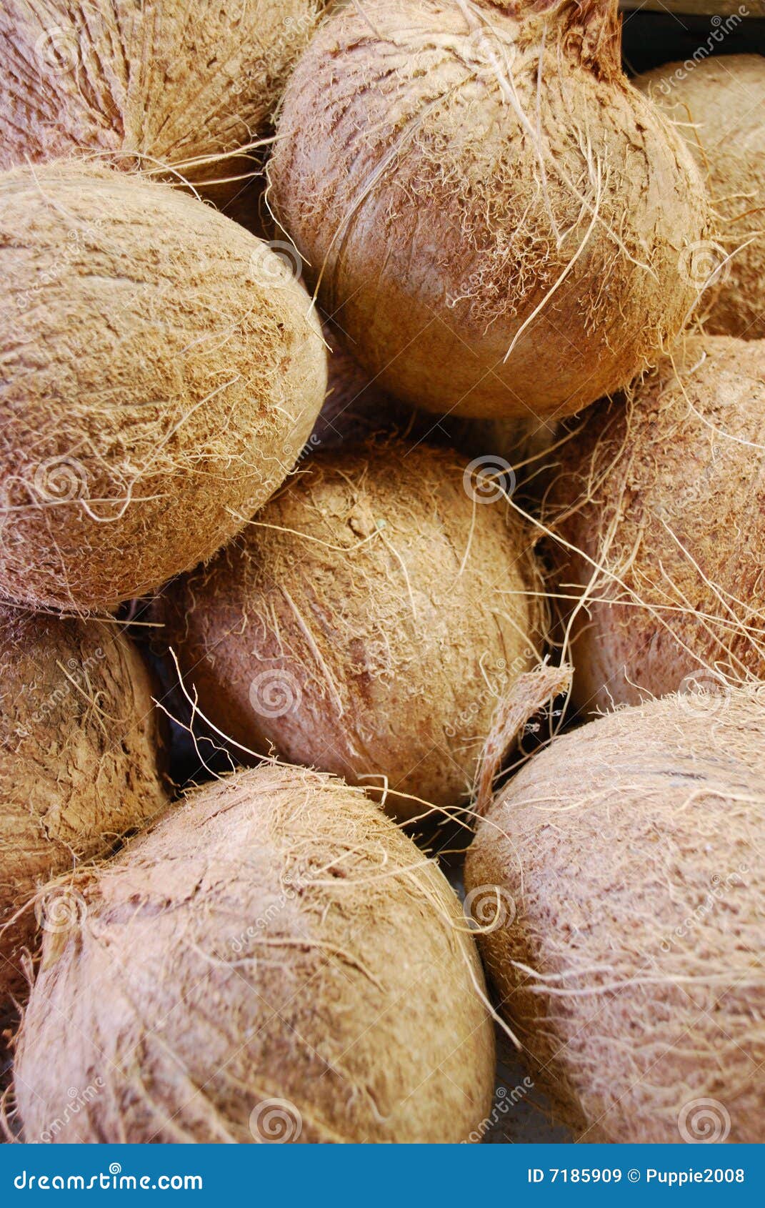 Coco imagem de stock. Imagem de fresco, brilhante, marrom - 7185909