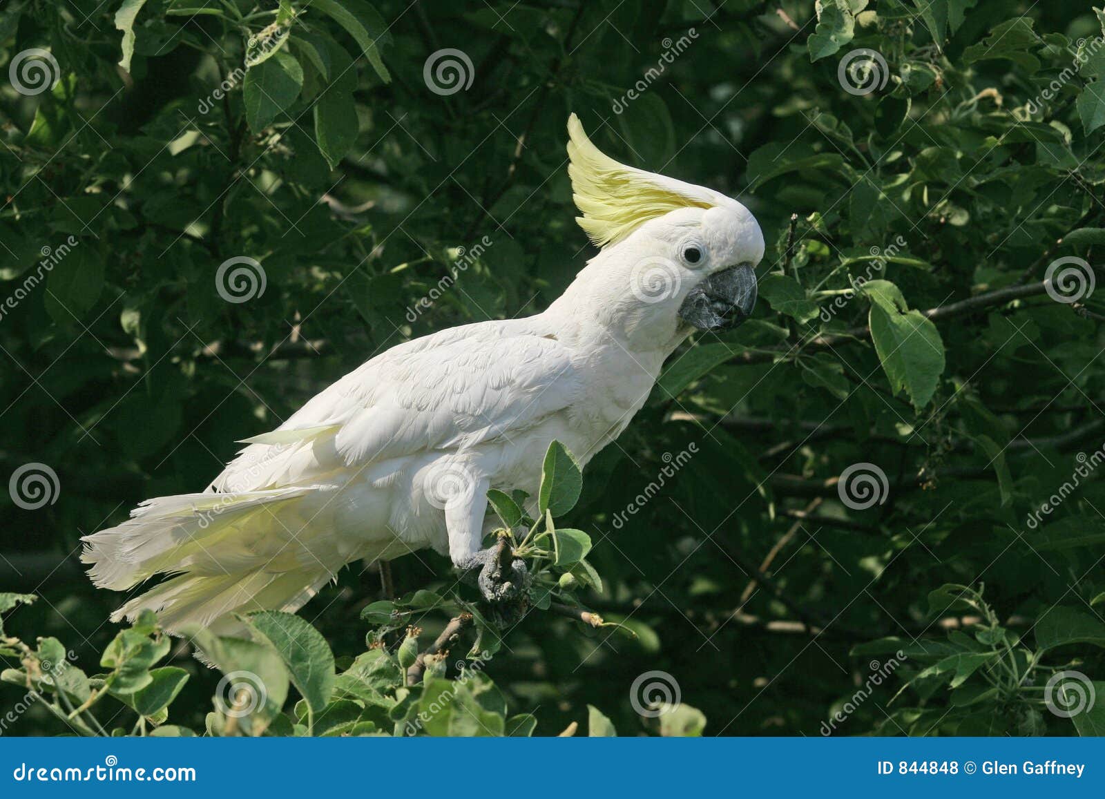 Coco stock photo. Image of white, cockatoo, bird, trees - 844848