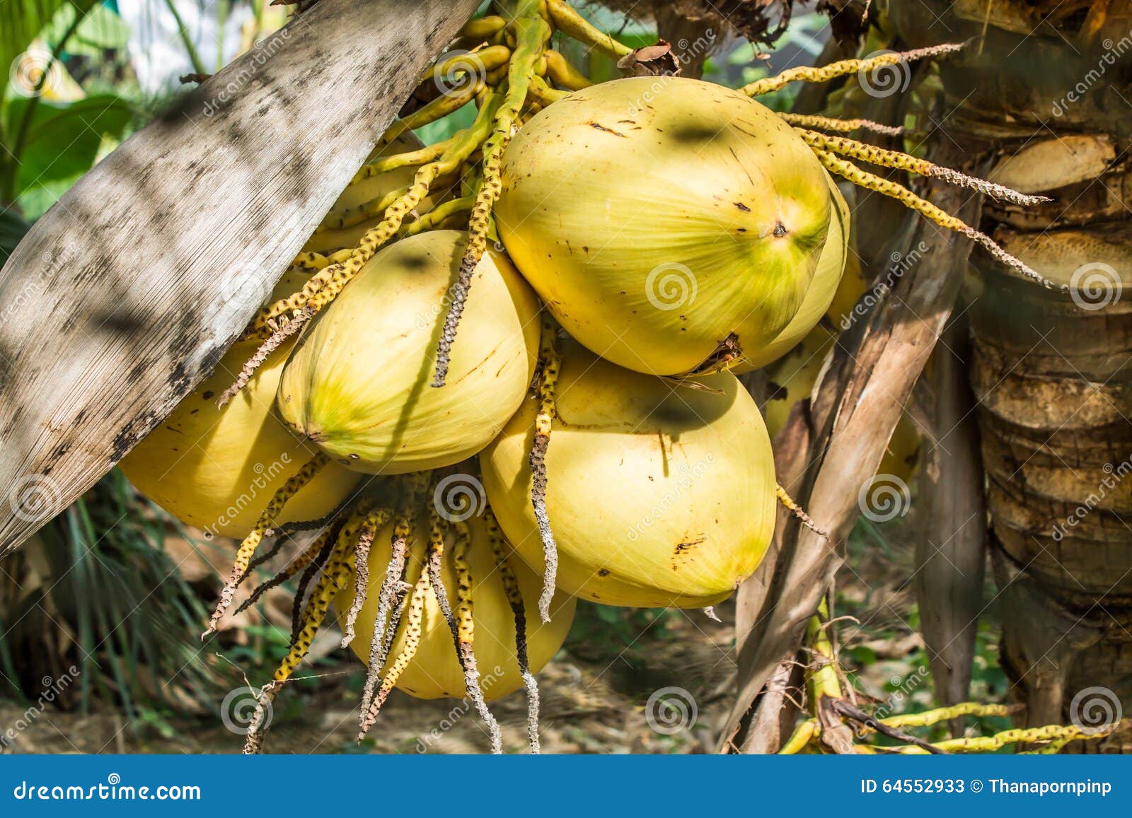 Coco amarelo imagem de stock. Imagem de alimento, vida - 64552933