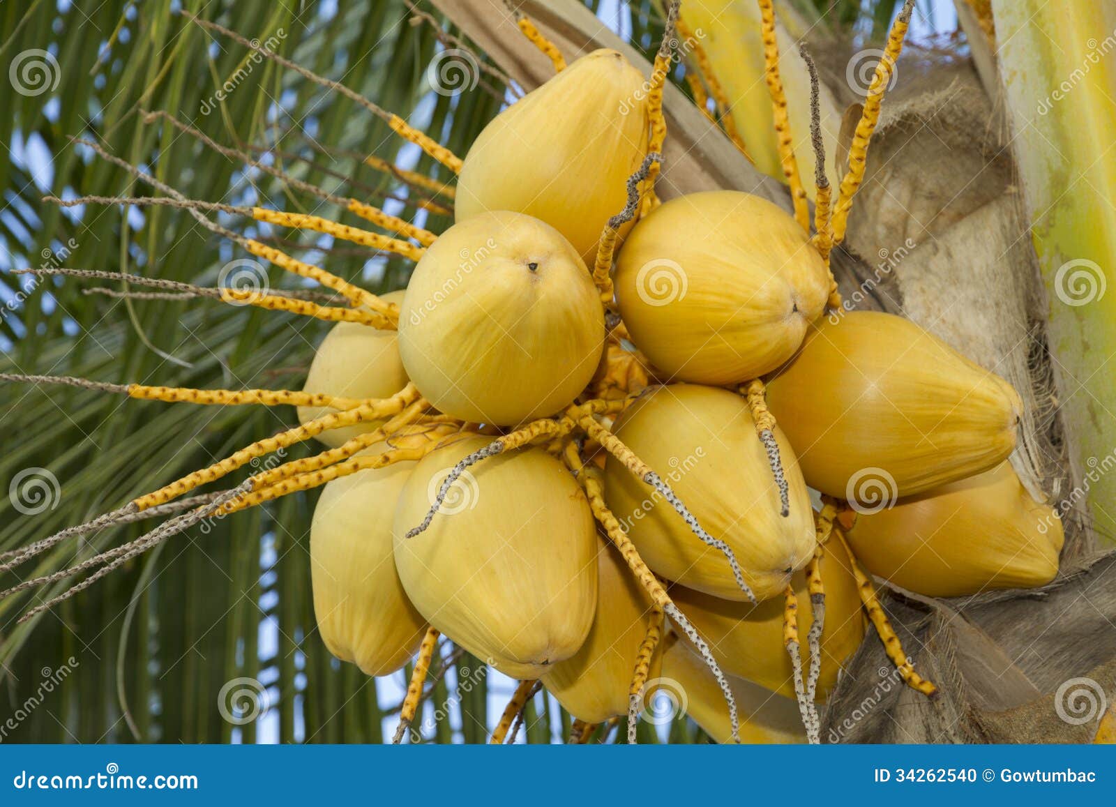 Coco amarelo fresco foto de stock. Imagem de amarelo - 34262540