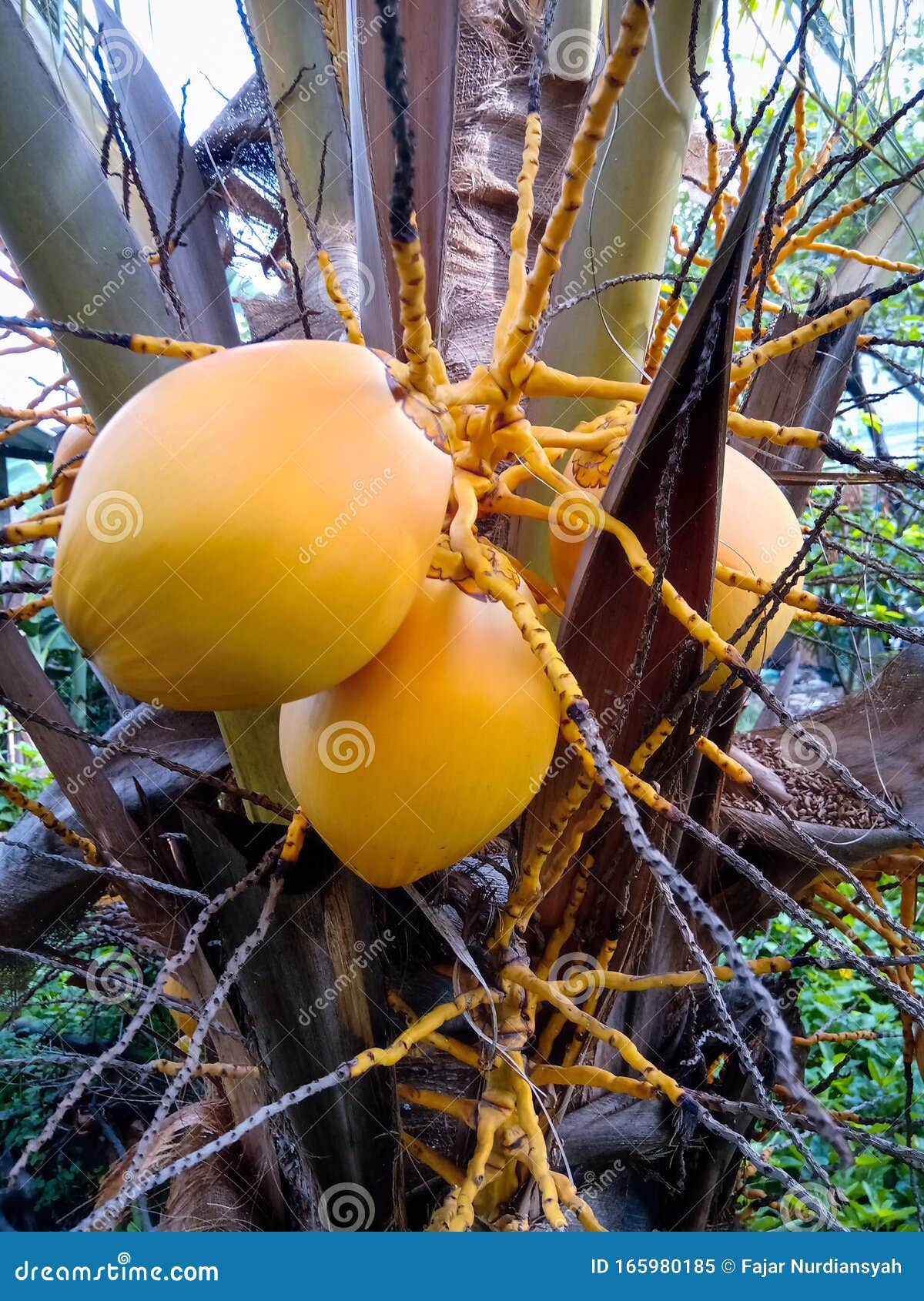 Coco Amarillo, Bonito Y Dulce Imagen de archivo - Imagen de coco ...